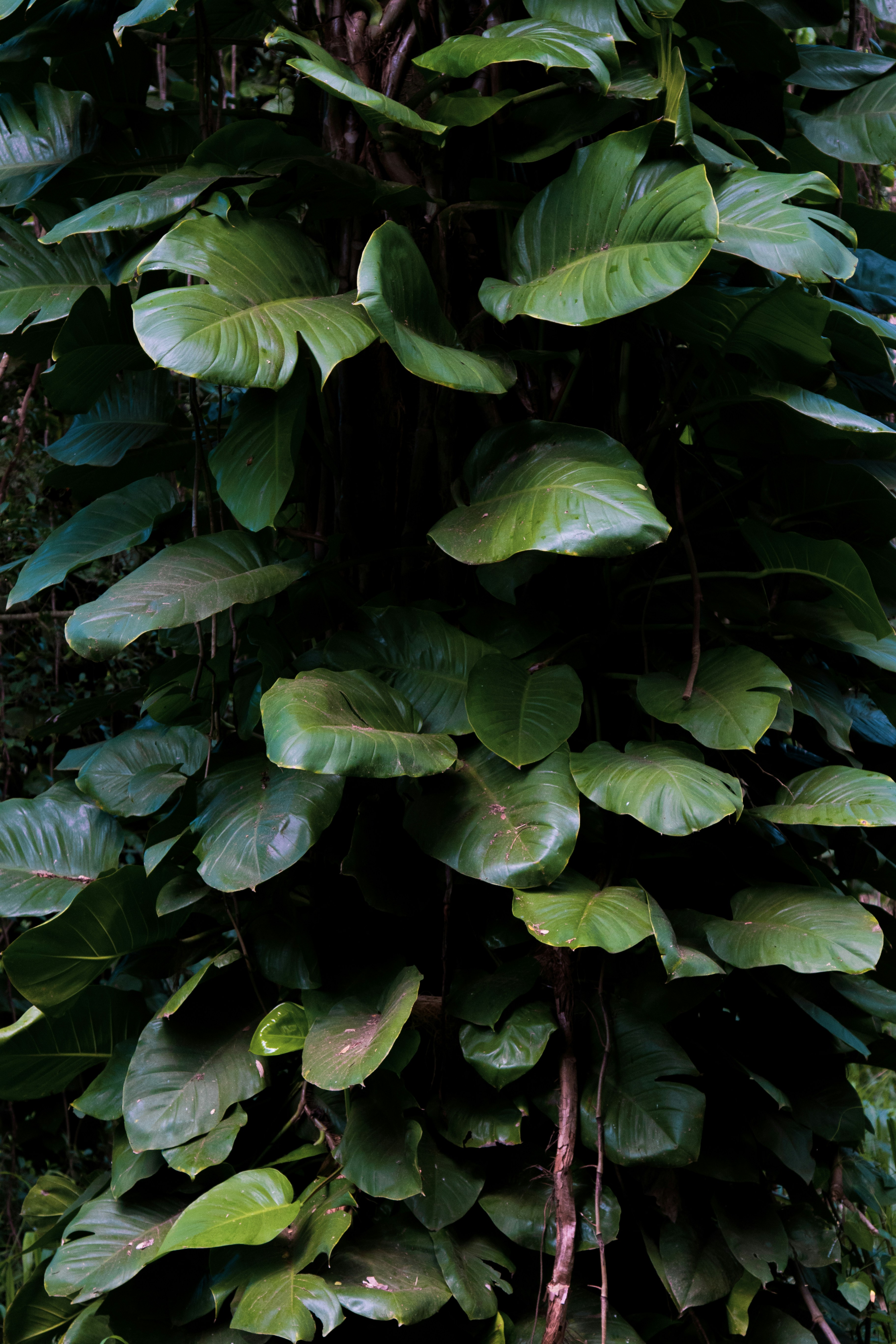 Lush green leaves intertwining on a thick vine in a dense forest, showcasing the beauty of nature's resilience.