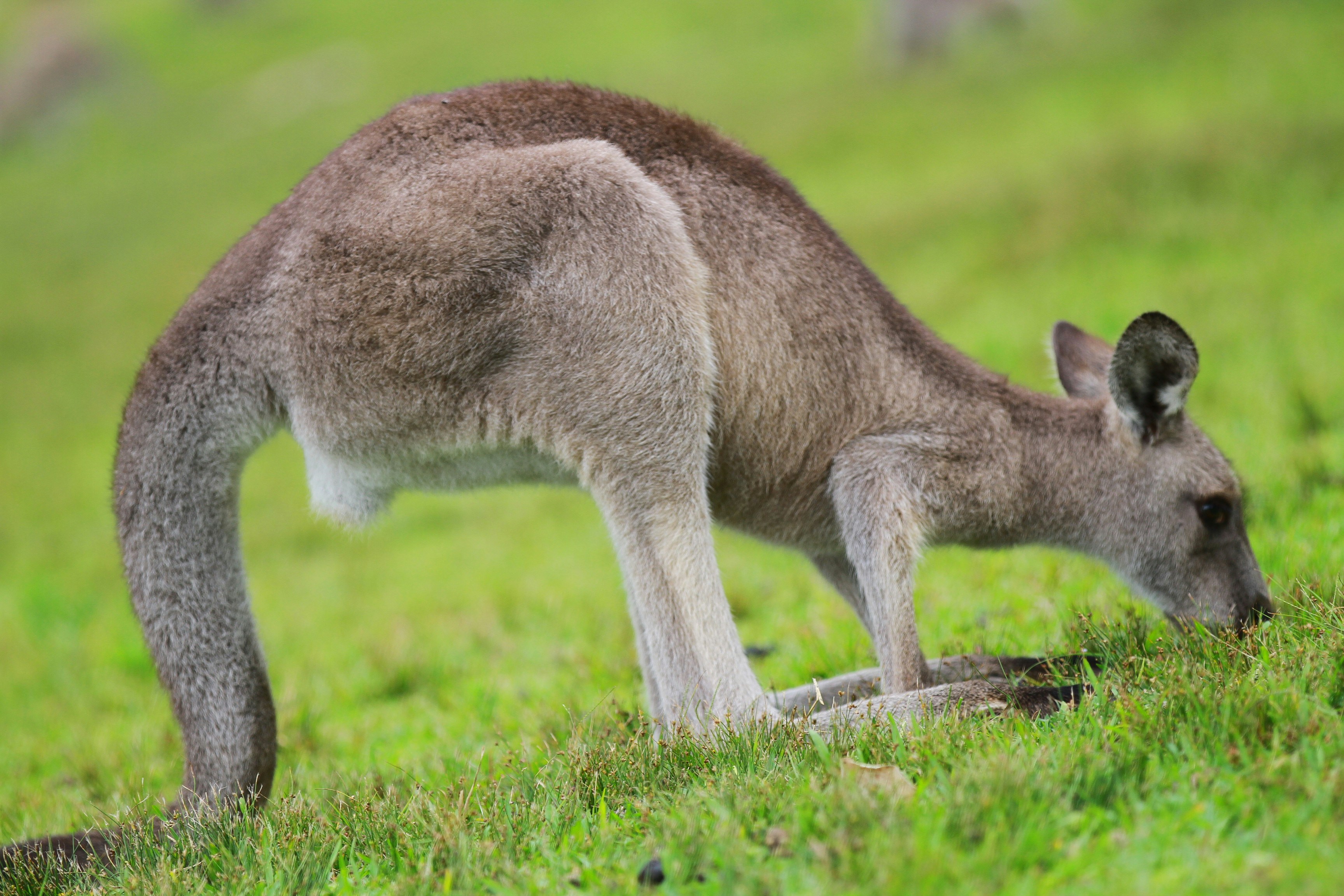 Kangaroo foraging on lush green grass, showcasing its unique posture and natural habitat.