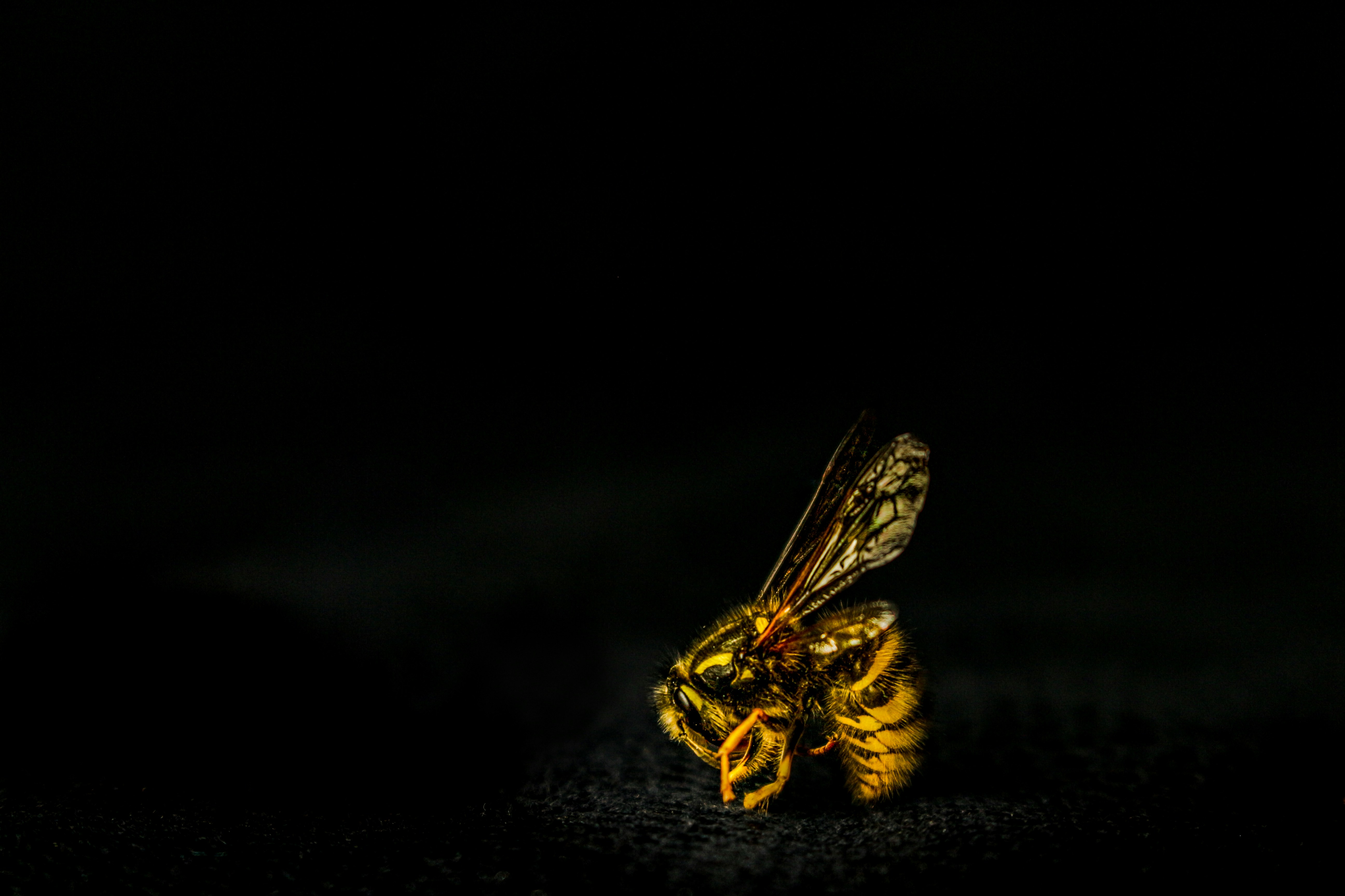 yellow and black butterfly on black surface
