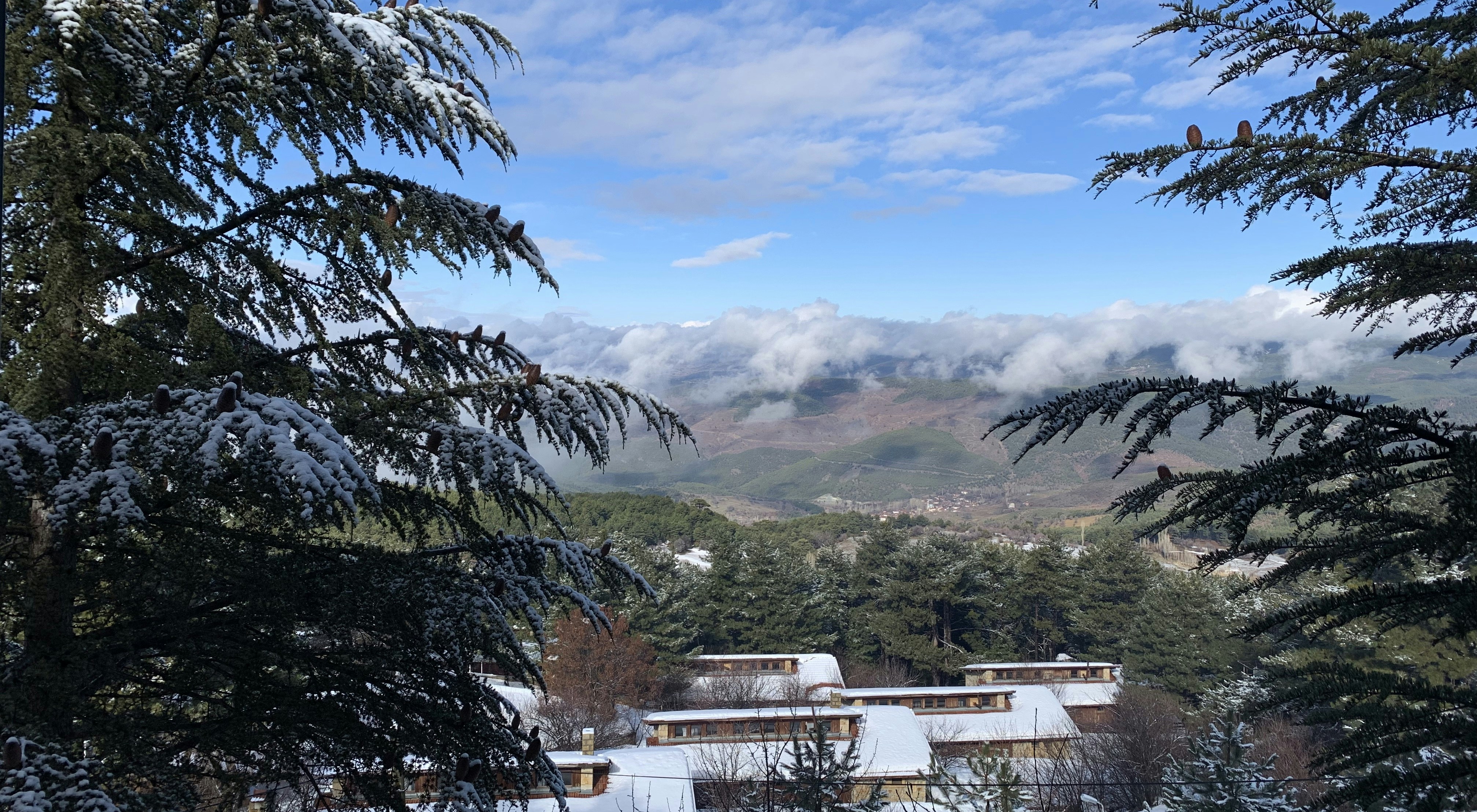 Snow-dusted evergreens frame distant mountains under a clear blue sky.