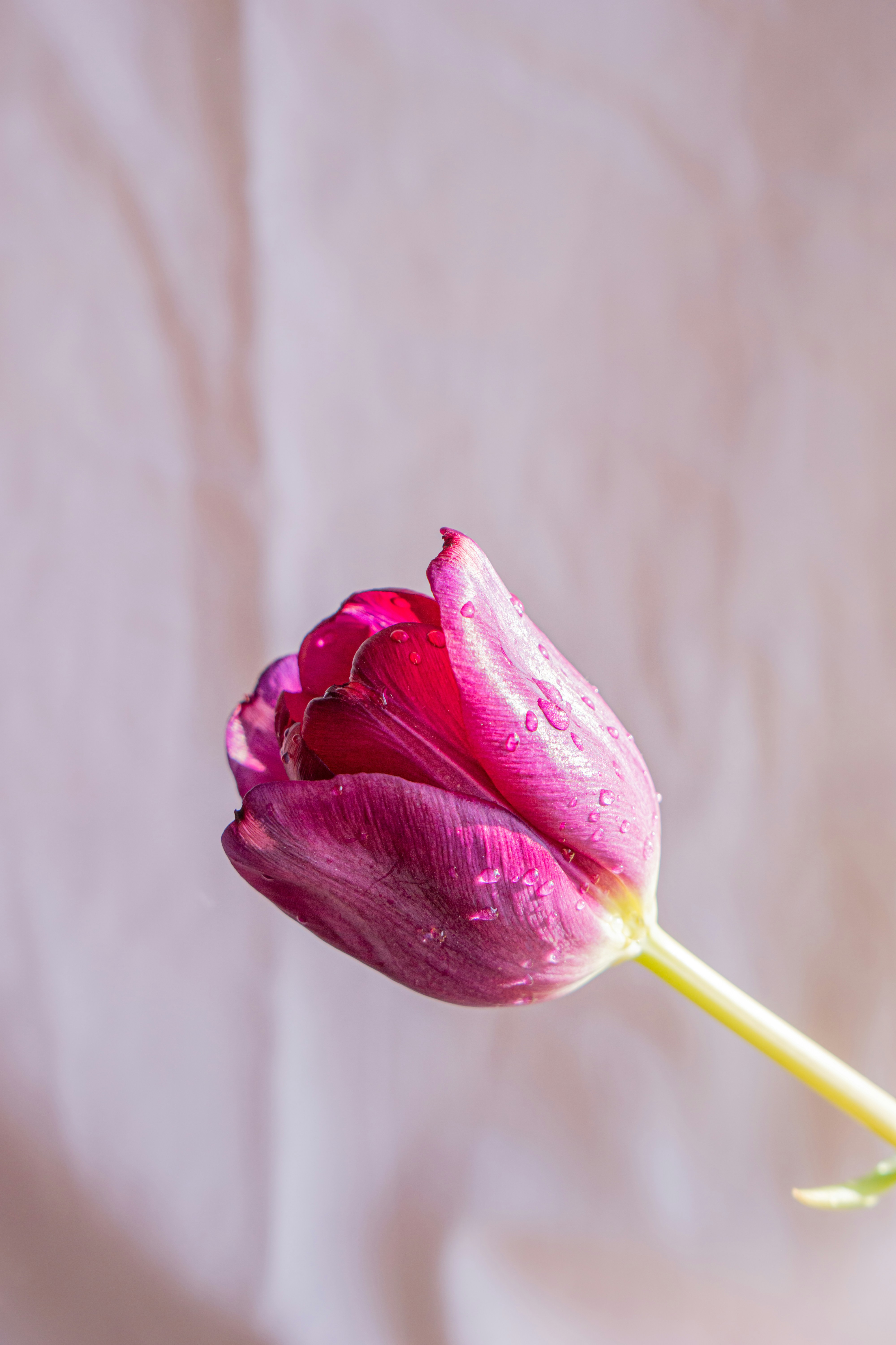 Red tulip in bloom close up photo photo – Free Europe Image on Unsplash