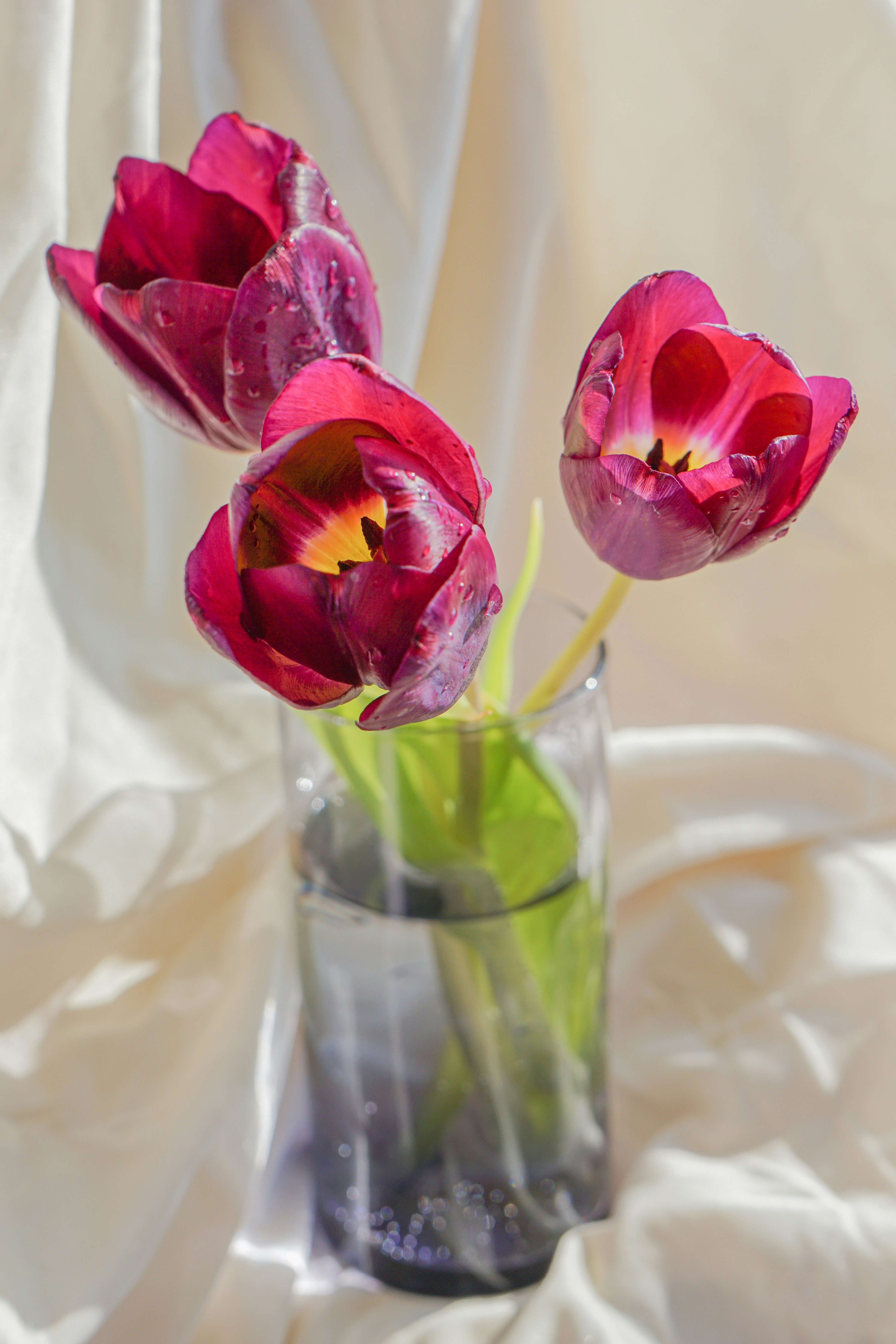 pink tulips in clear glass vase