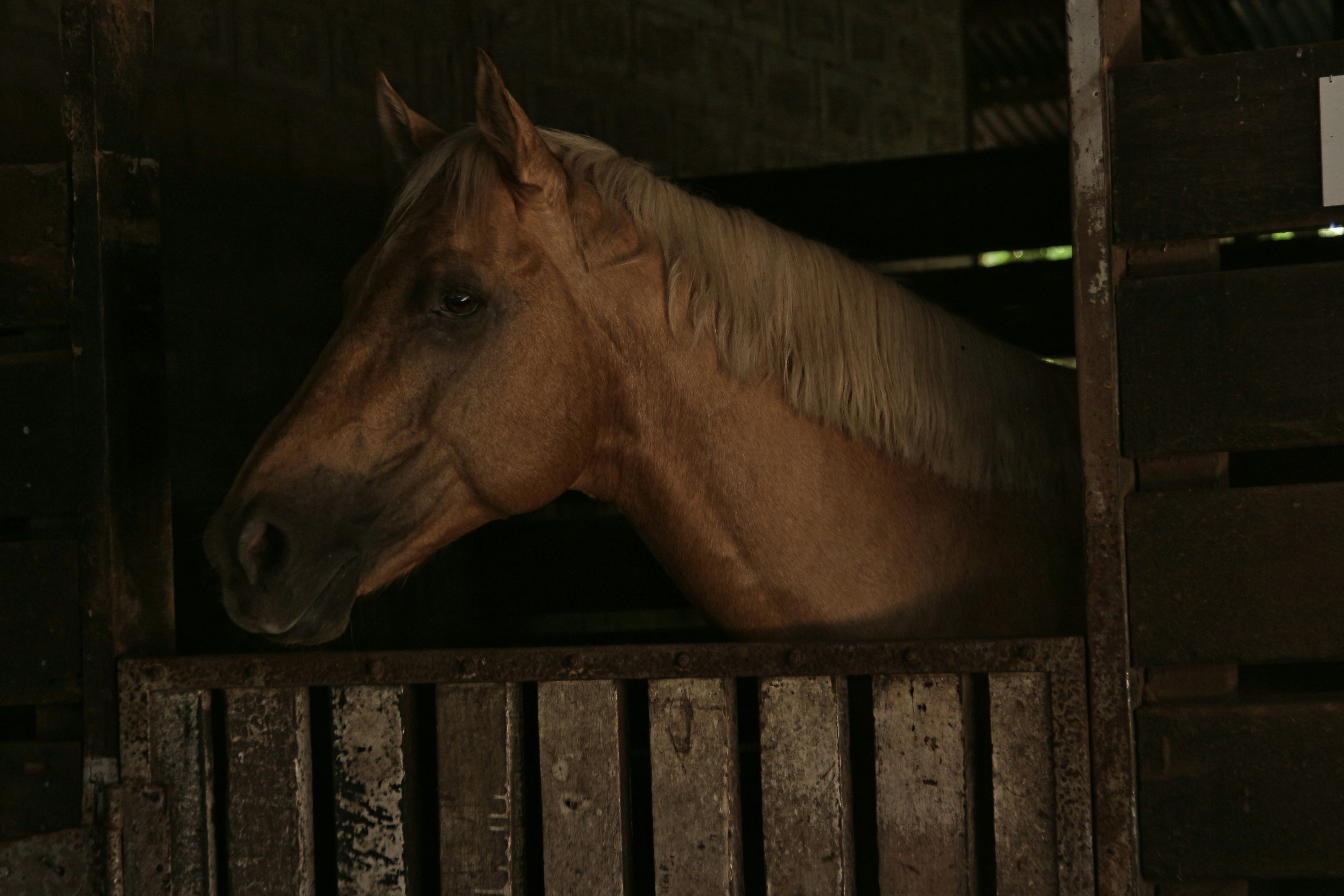 Midnight Gaze from the Stable: A Horse's Quiet Watch