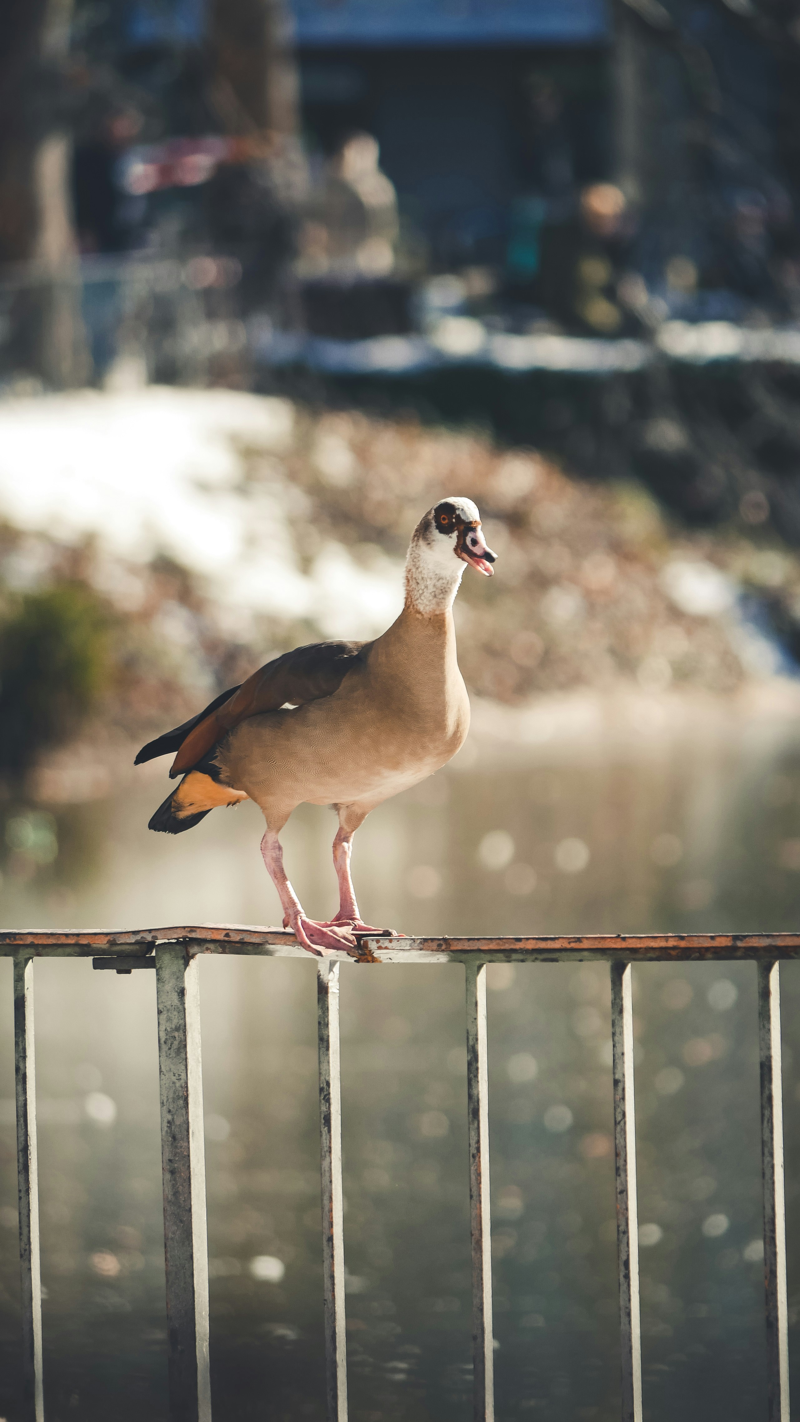 Railing Guardian: a duck surveys a sunlit urban pond