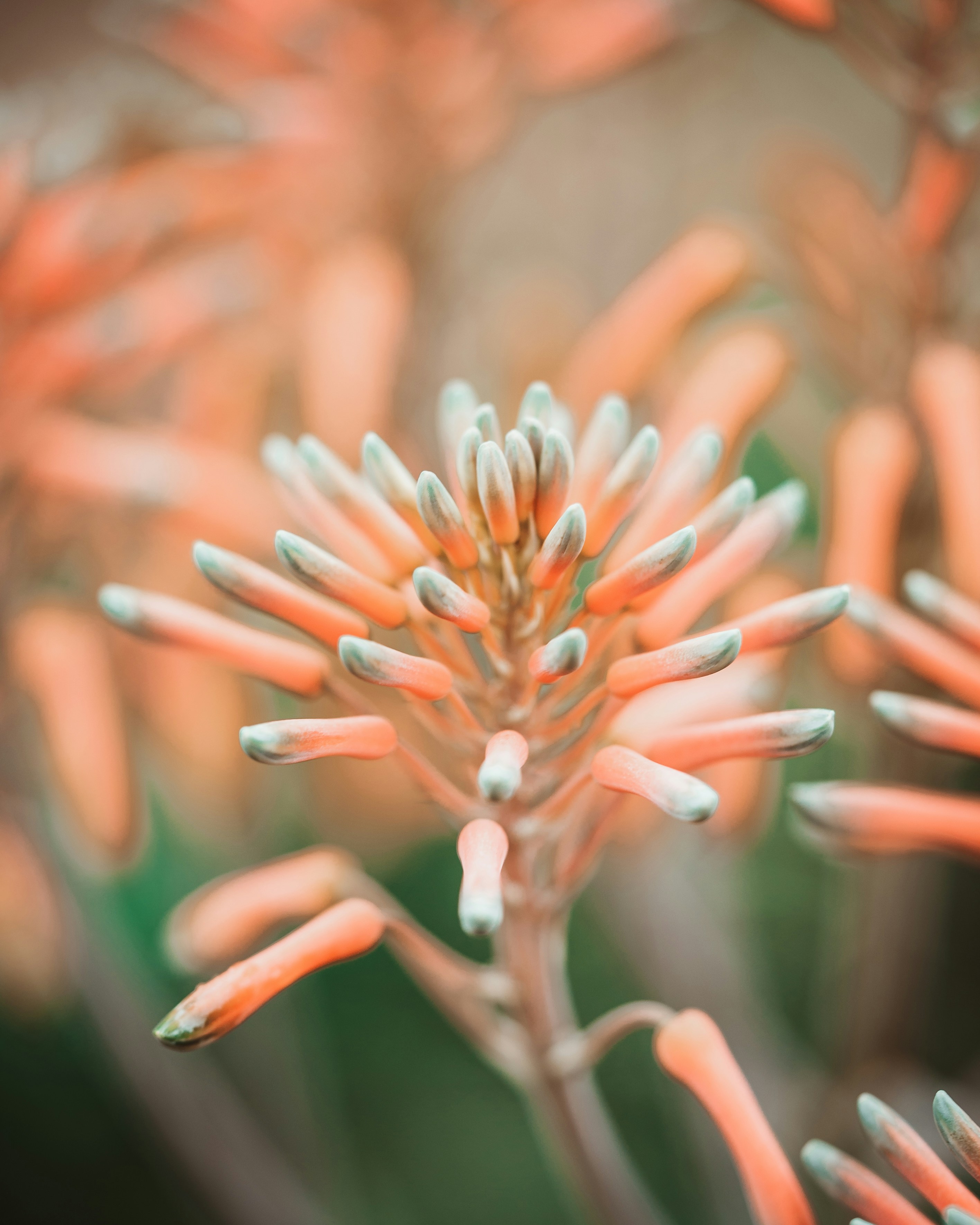 Close-up of coral-colored flower buds radiating outward, showcasing intricate details and soft textures. The background provides a gentle contrast, enhancing the floral subject.