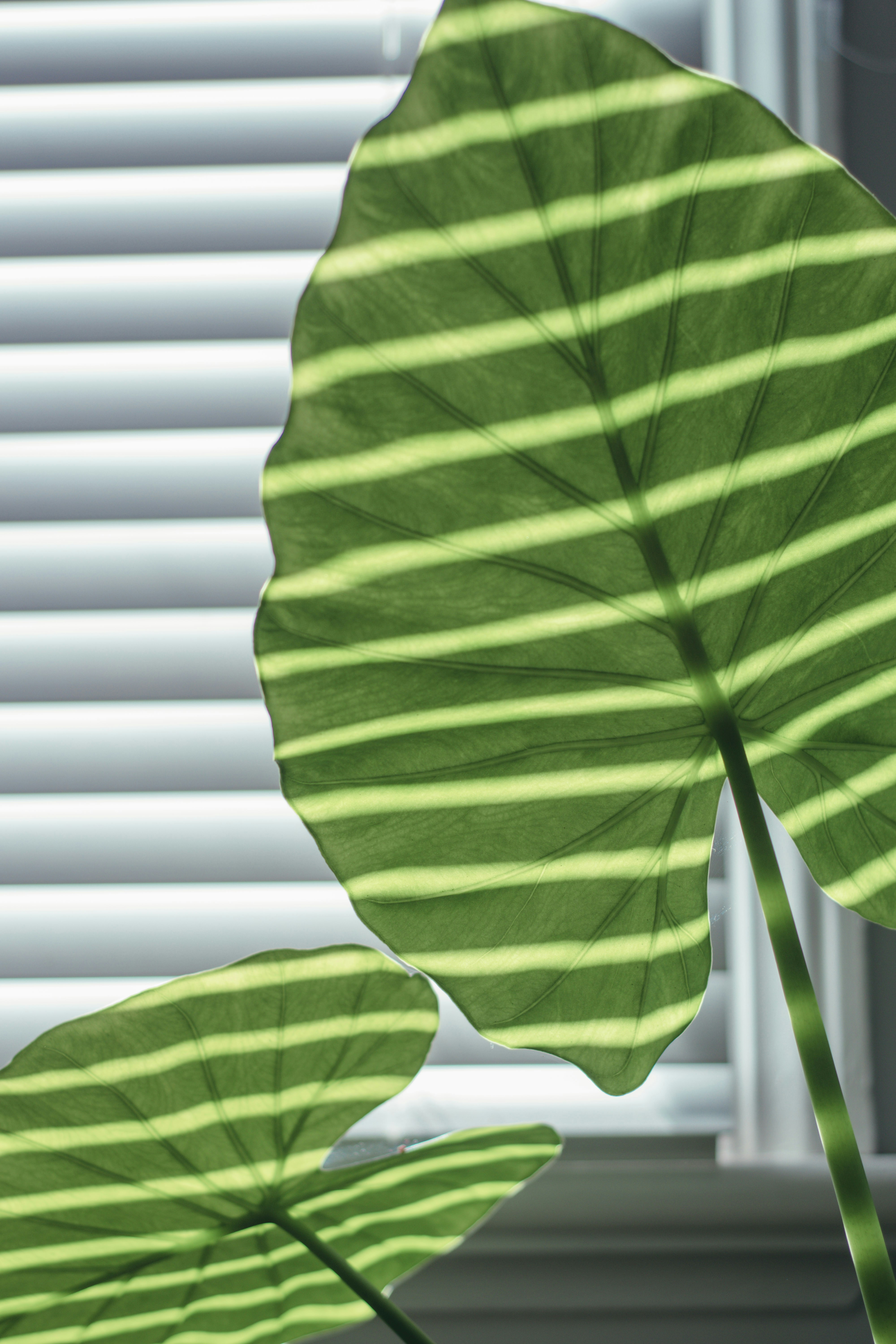 Sunlight filters through blinds, casting striped shadows on large green leaves. The interplay of light and foliage creates a dynamic composition.