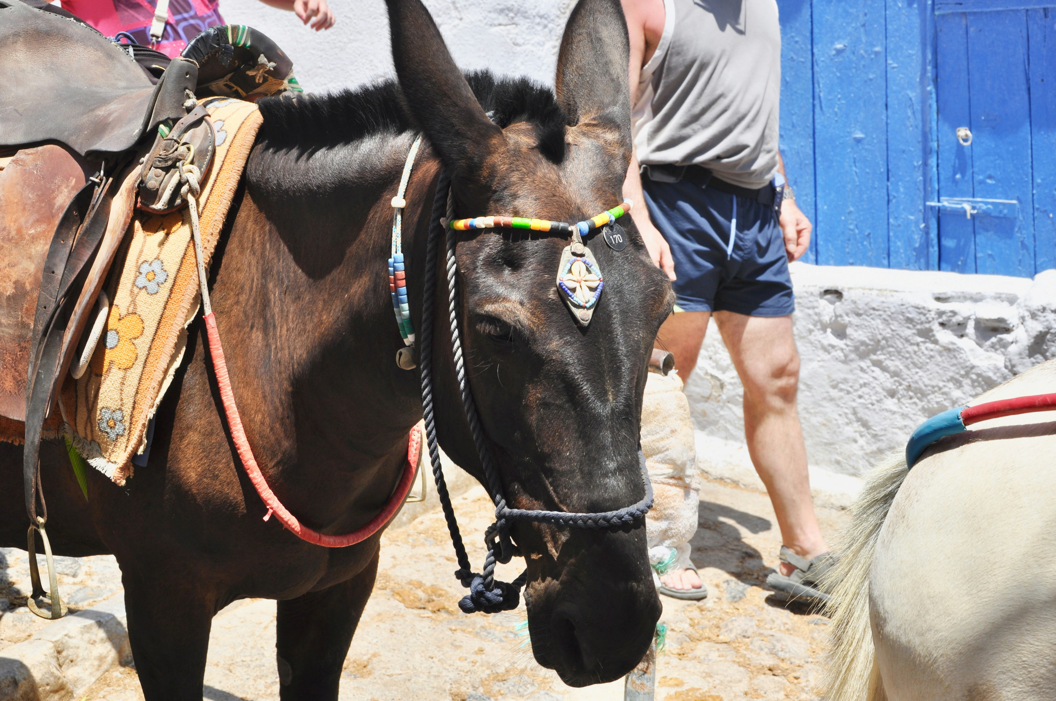man in blue denim jeans standing beside brown horse during daytime