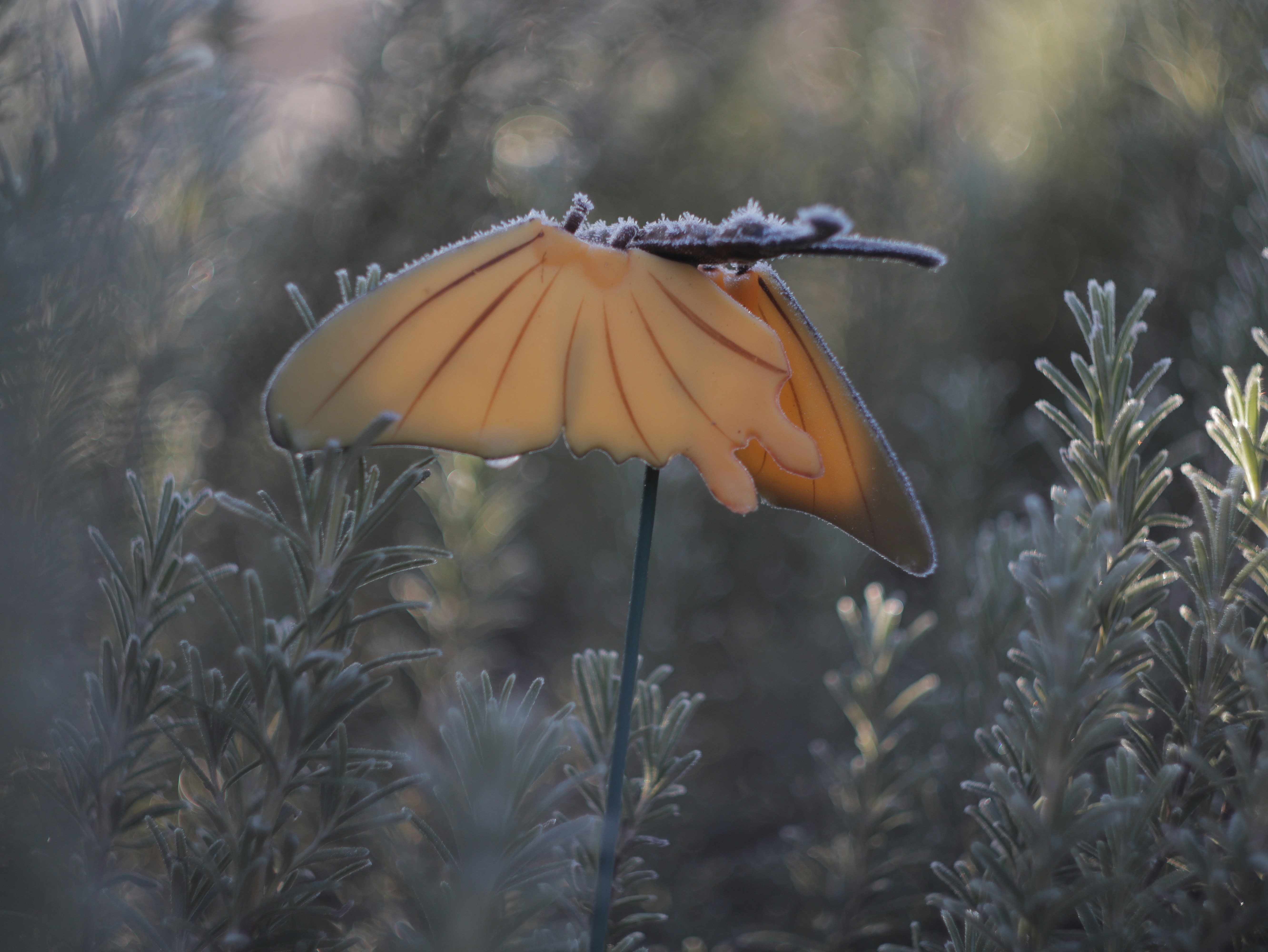 orange butterfly perched on green plant during daytime