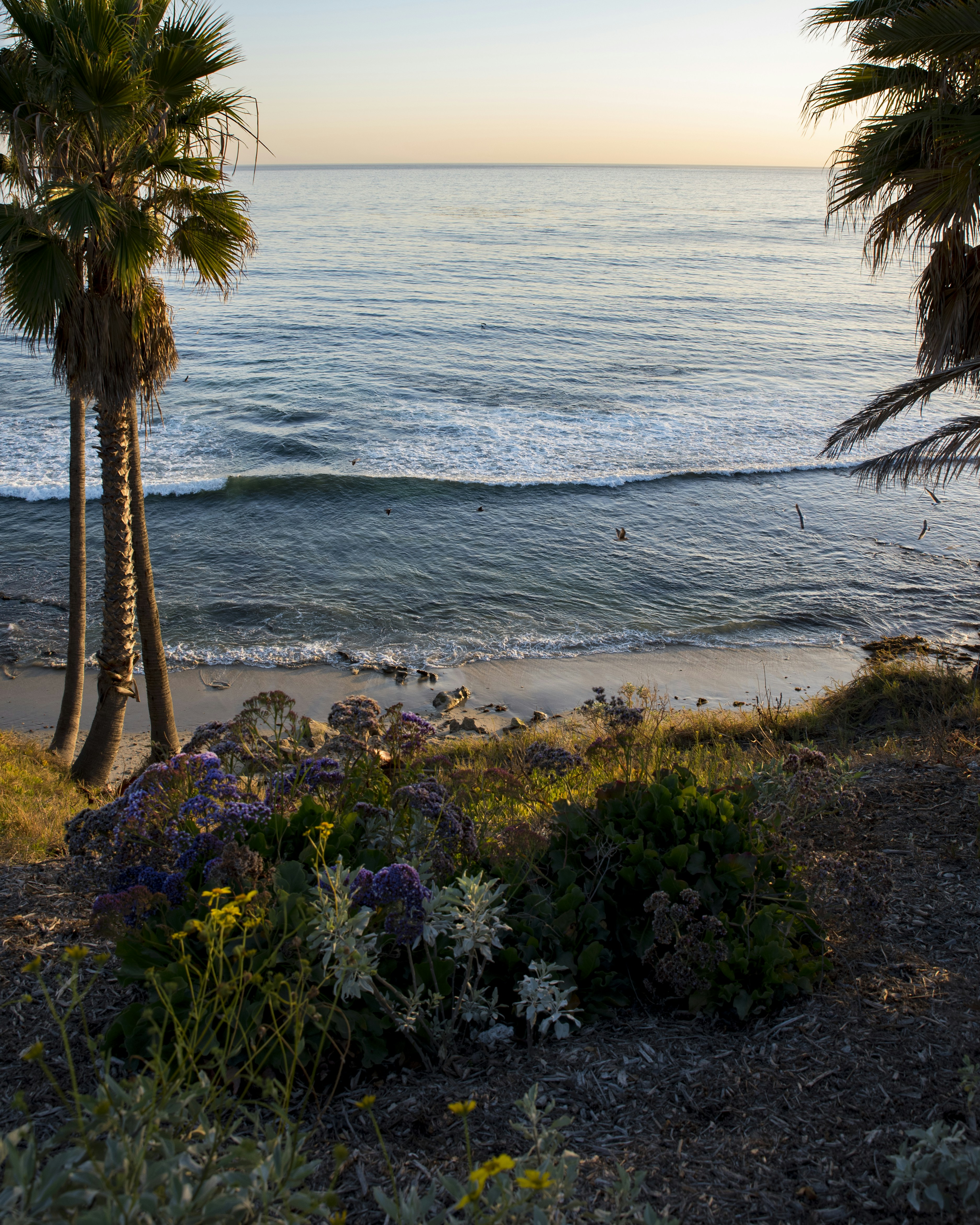 Twin Palms at Dusk: Framing a Quiet Shoreline