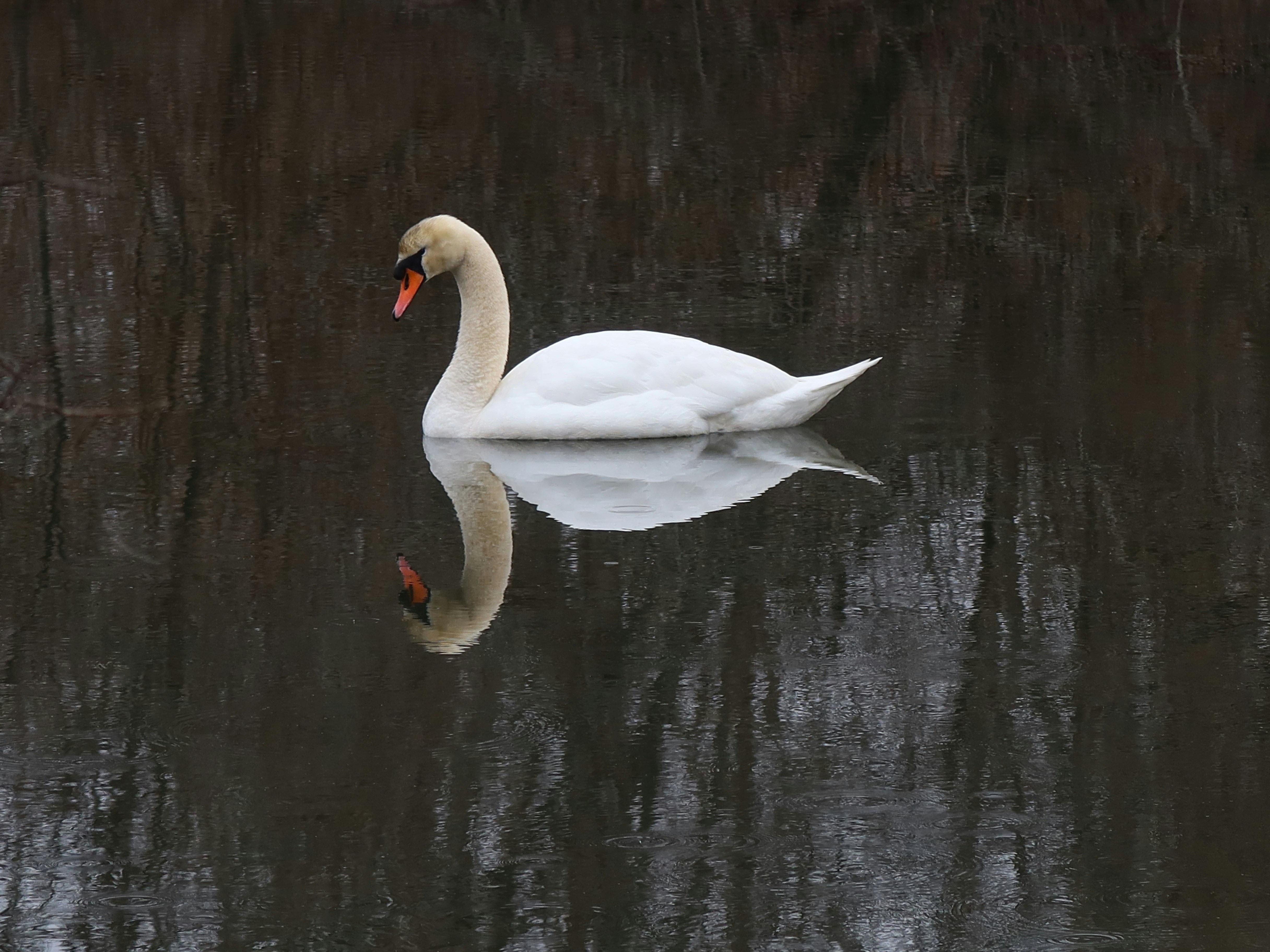 A graceful swan gliding across a calm pond, its reflection perfectly mirrored in the water's surface.