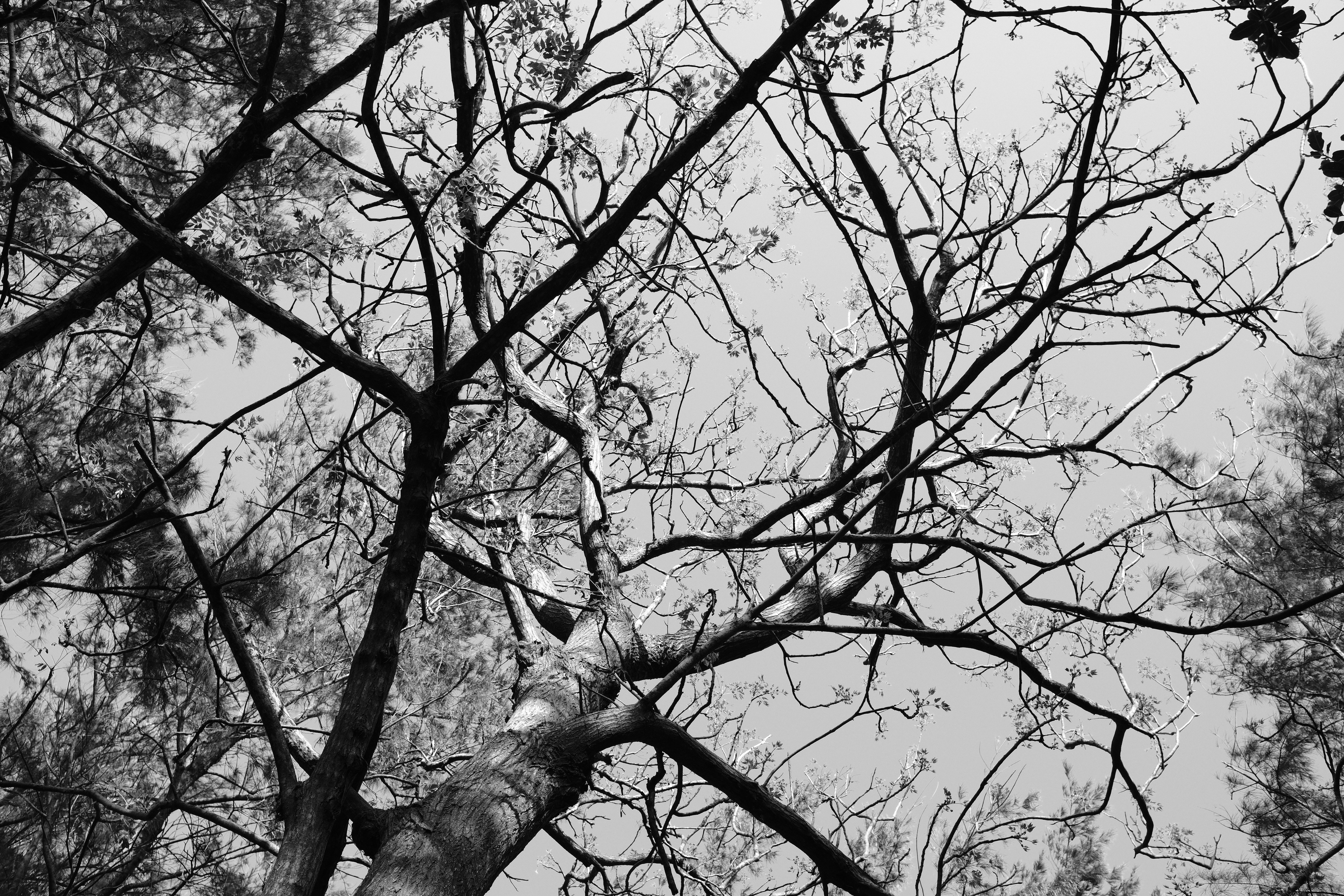 Grayscale photo of leafless tree photo – Free Grey Image on Unsplash