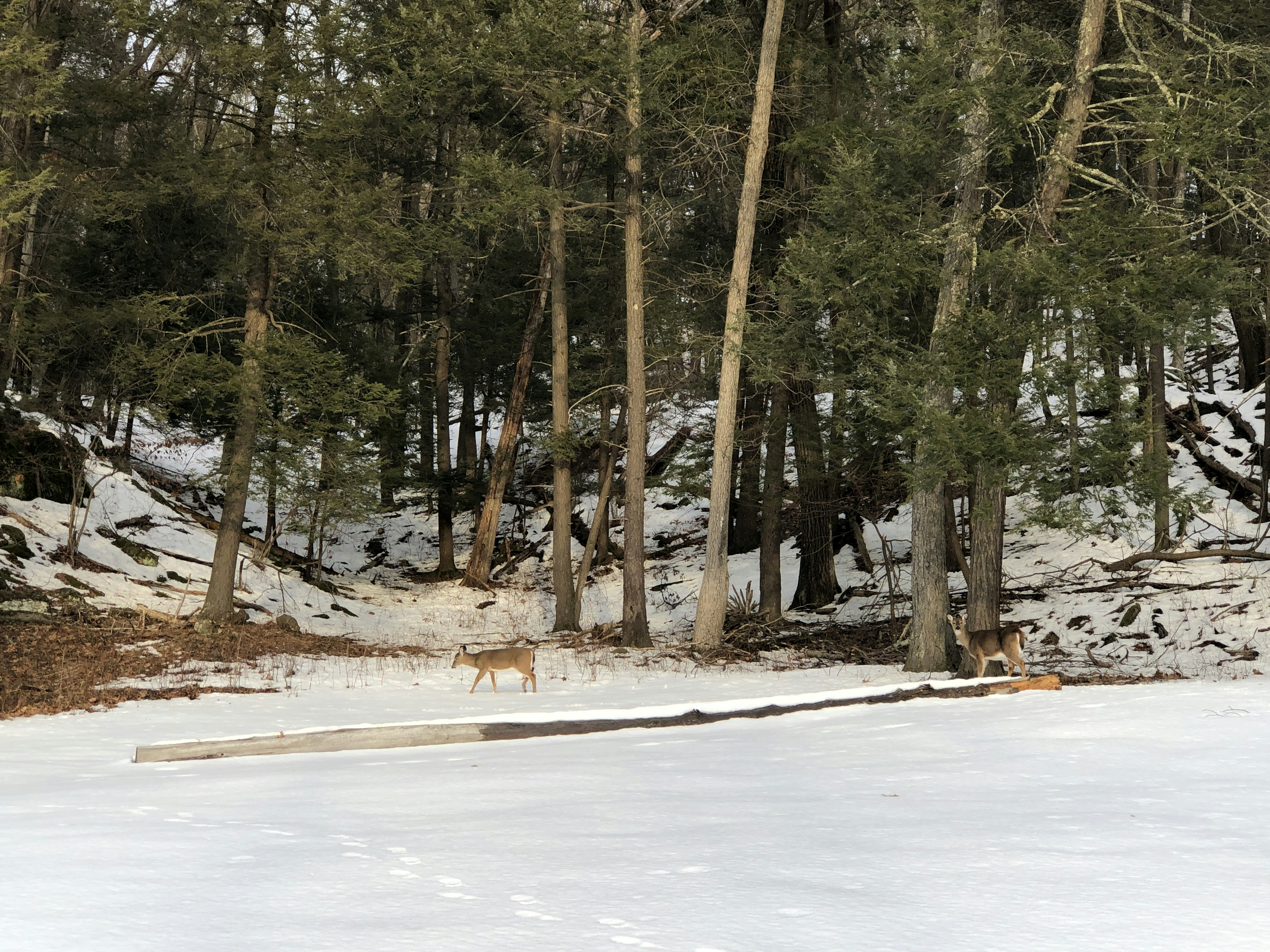 Quiet Crossing at the Frozen Verge: Deer by Snowy Pines