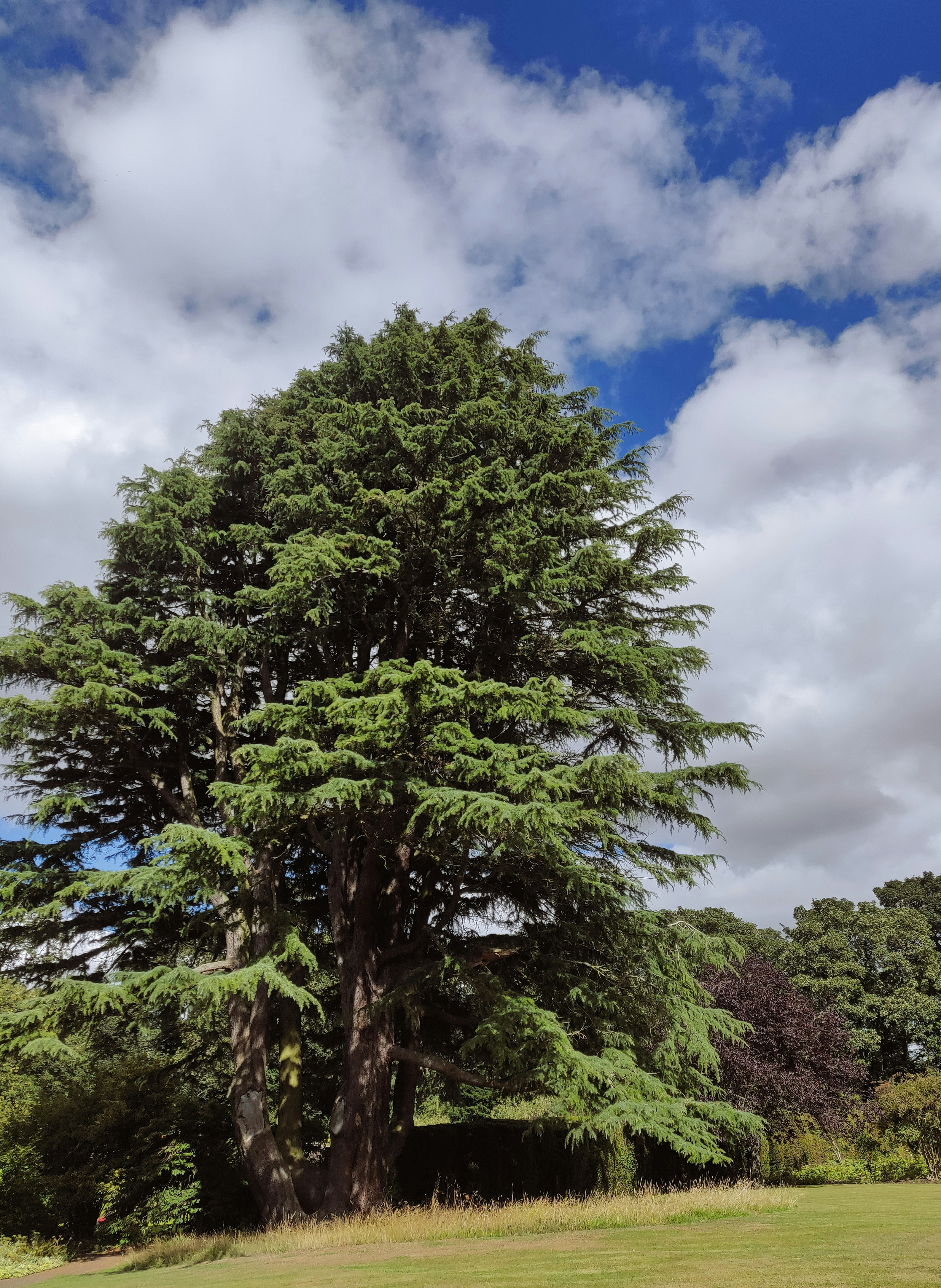 Lush green tree stands tall against a backdrop of blue skies and scattered clouds, showcasing the beauty of nature.