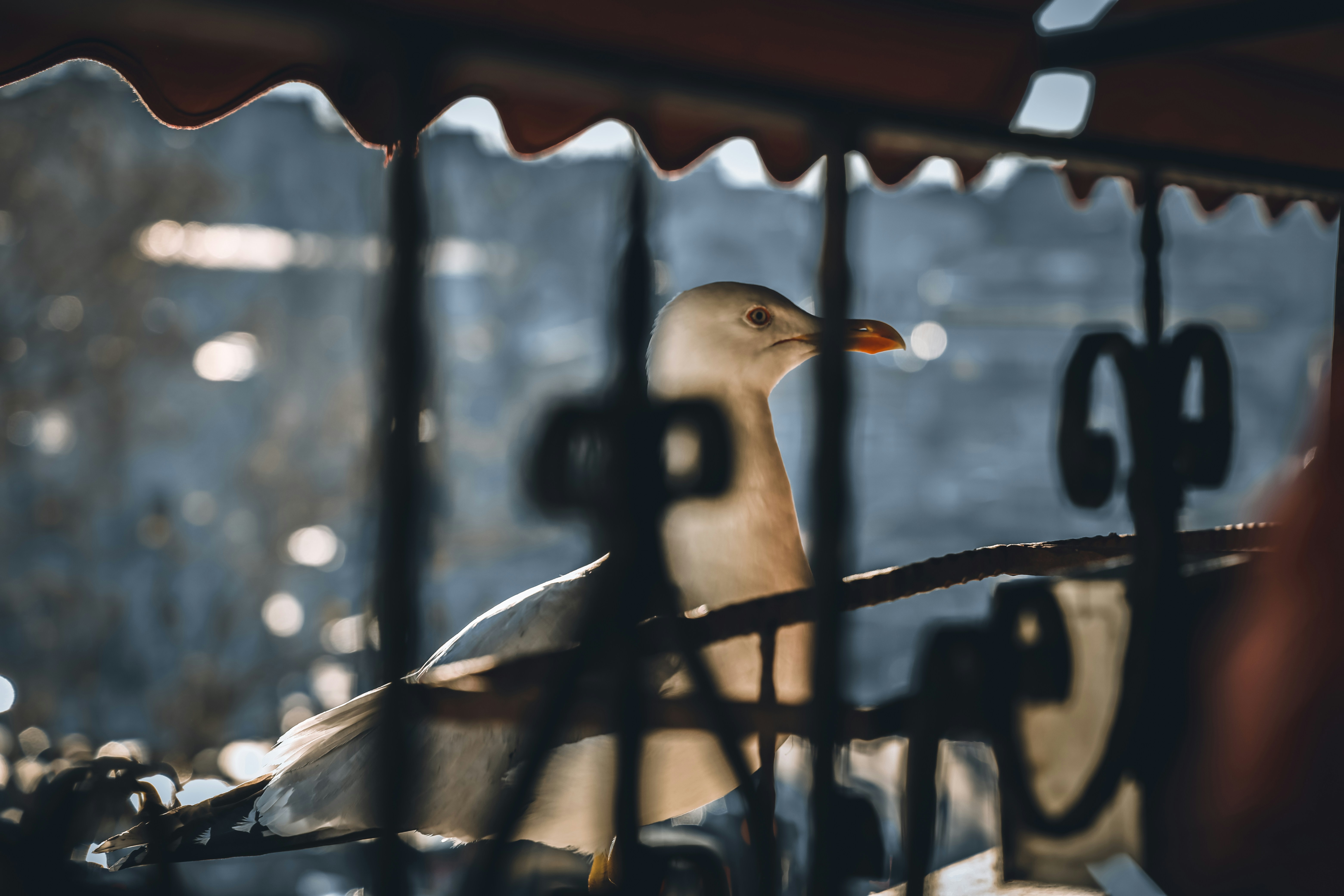 A seagull perched on a railing, partially obscured by decorative ironwork, with a soft, blurred background highlighting its features.