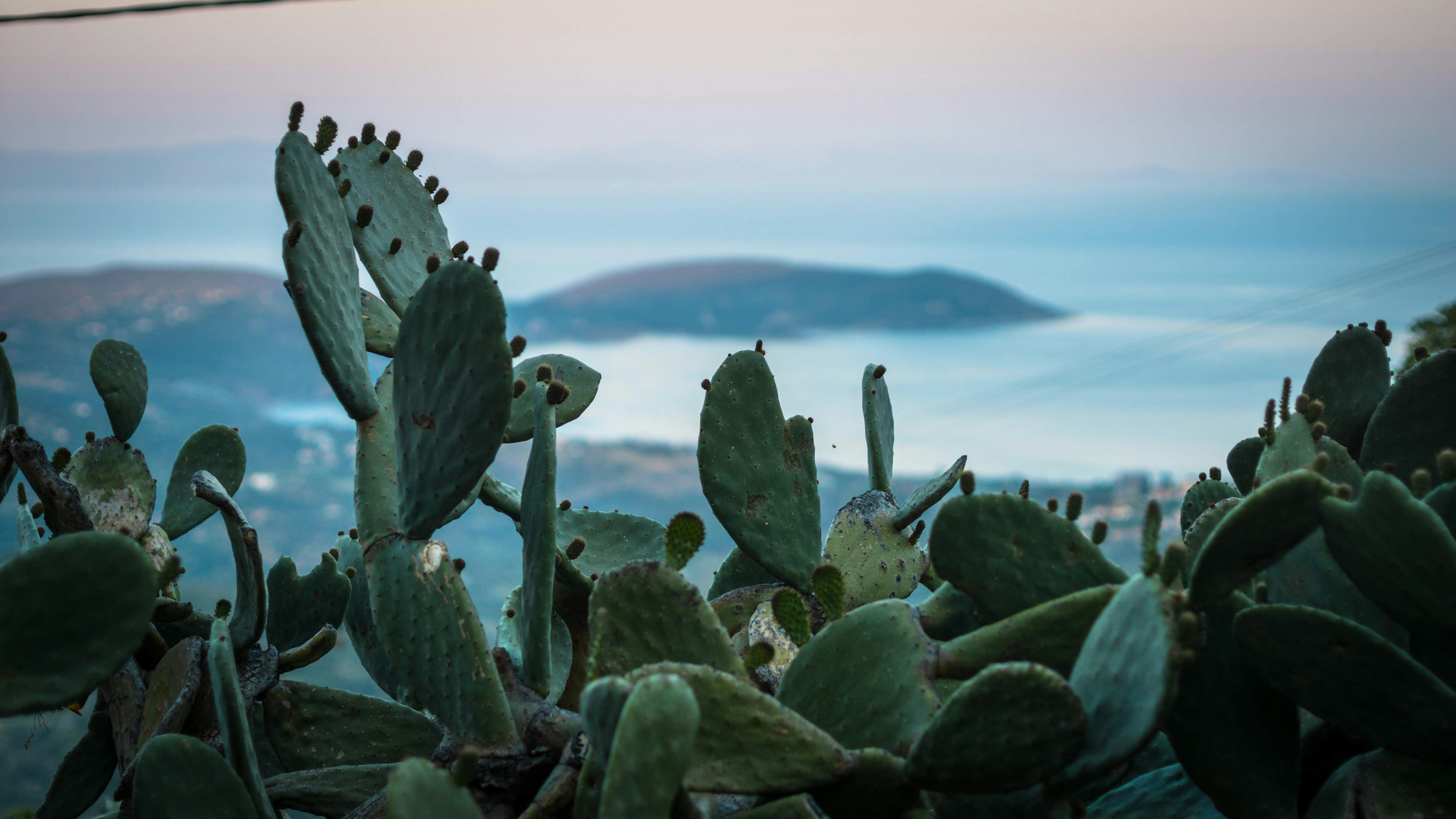 Green cactus near body of water during daytime photo – Free Catus Image ...