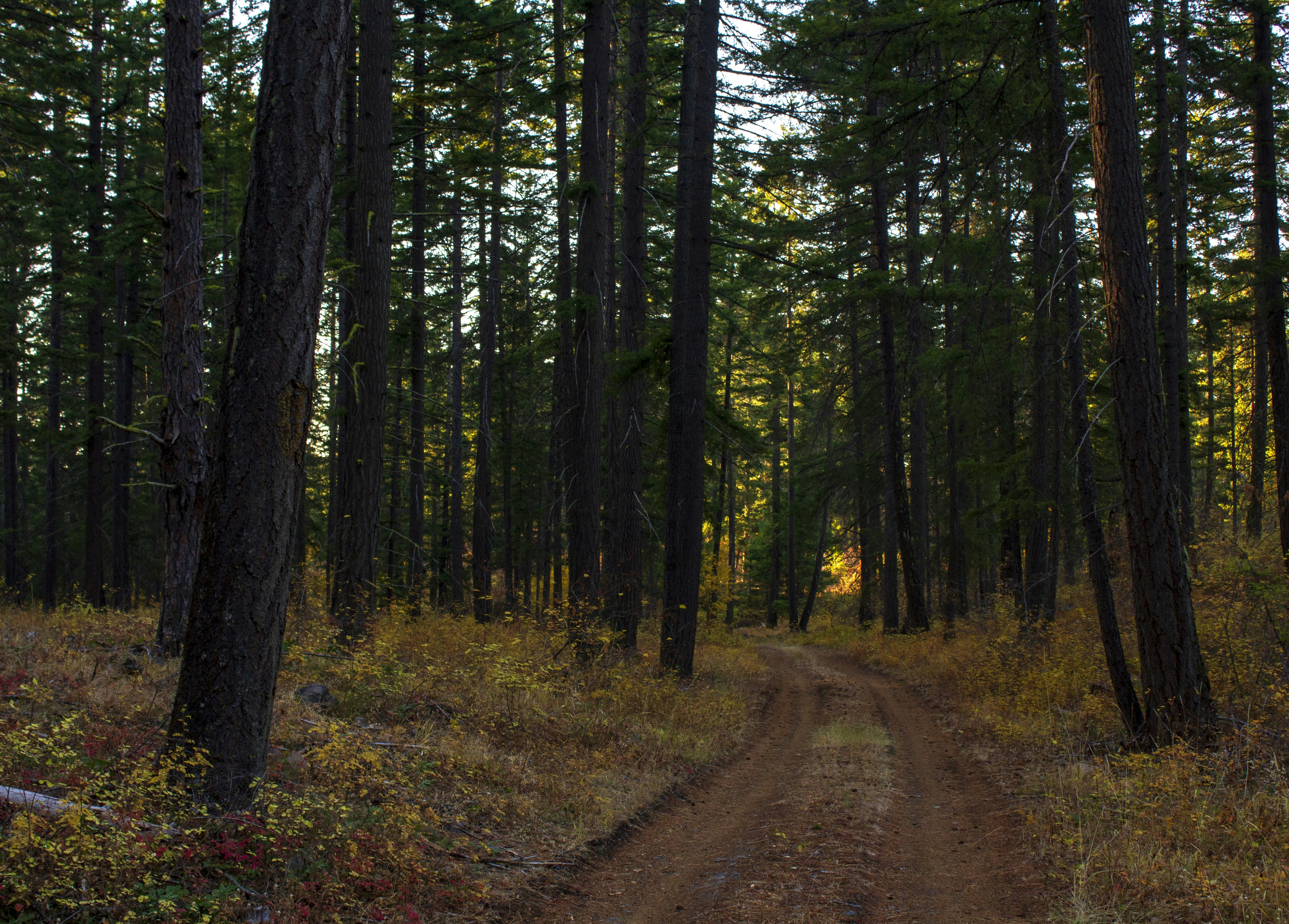Brown dirt road in between green trees during daytime photo – Free ...