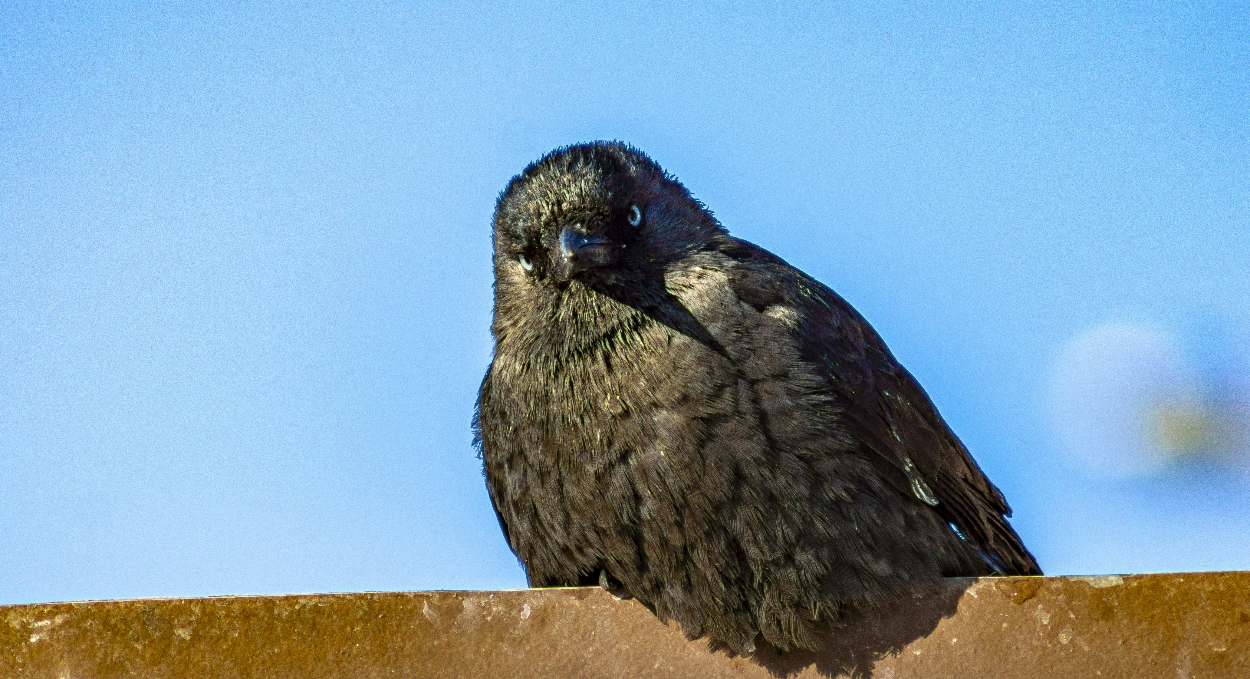 A close-up view of a crow perched on a ledge, showcasing its sleek feathers and piercing gaze against a clear blue sky.