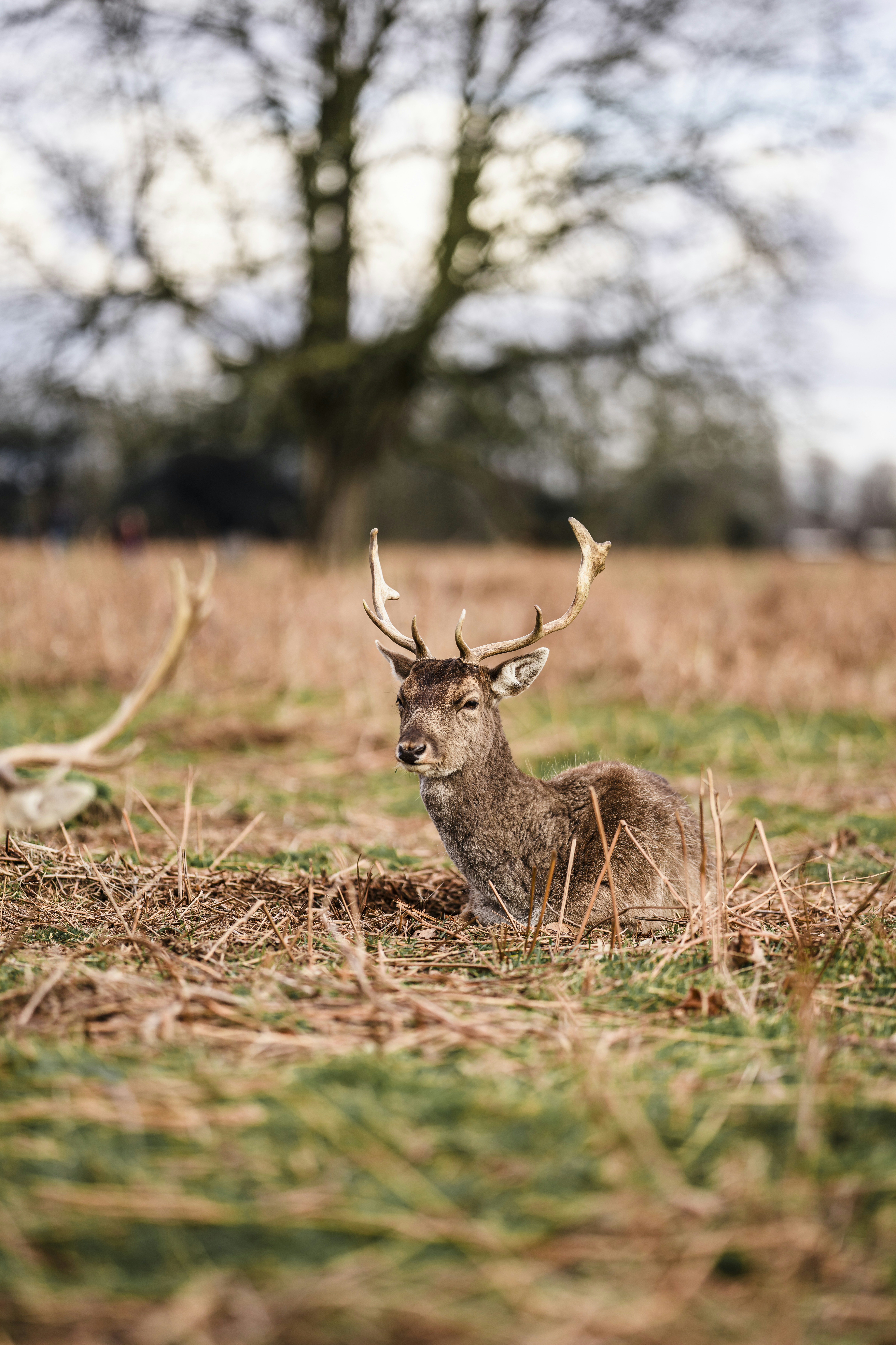 Antlers Raised in an Amber Meadow: A Stag at Rest
