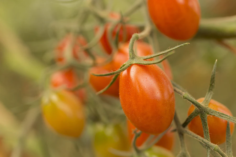 Orange-red plum tomatoes hanging on the vine, with a softly blurred garden background. One ripe tomato sits prominently in the center foreground.