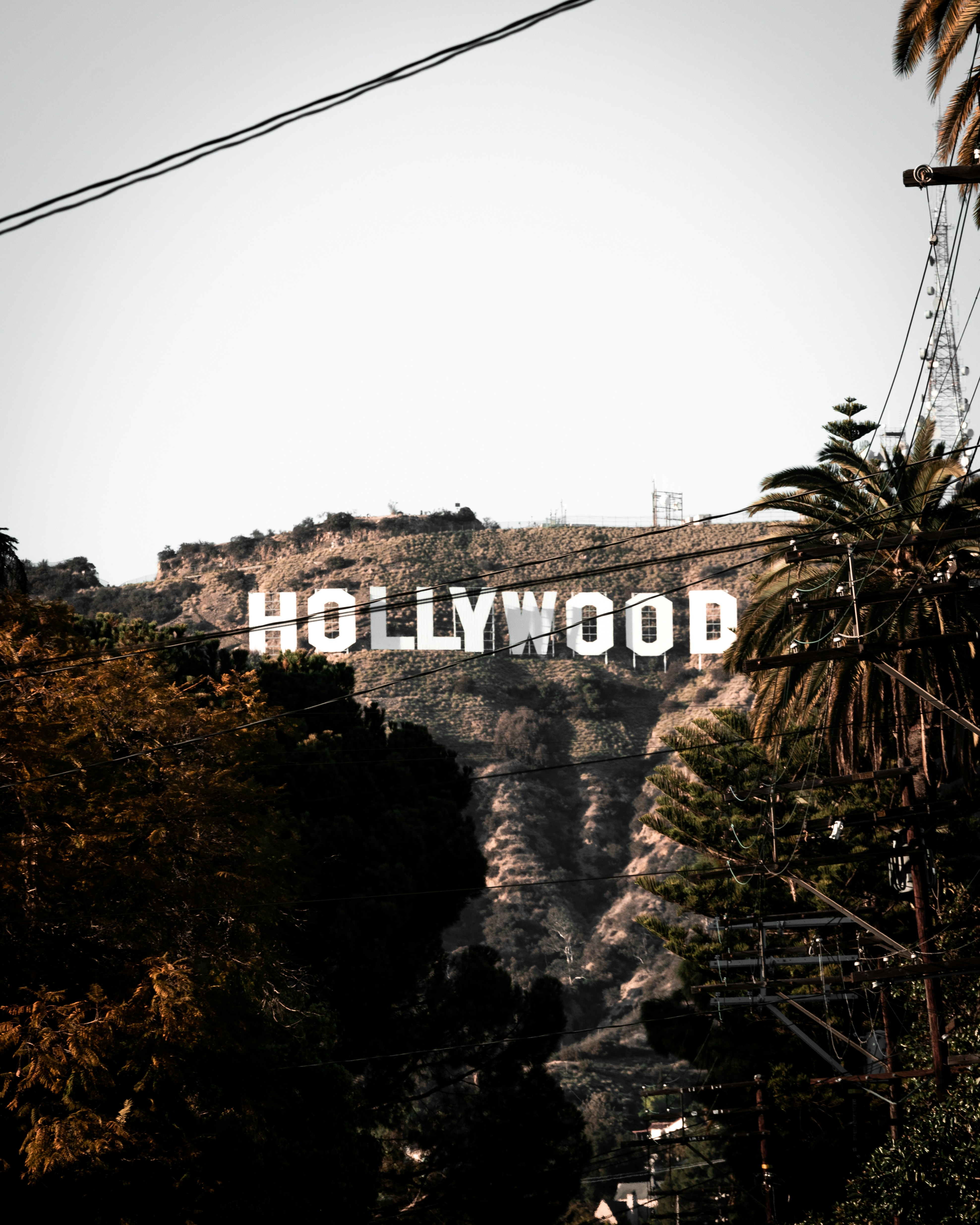 Hollywood Sign on a Sunlit Slope, Framed by Palms and Utility Lines