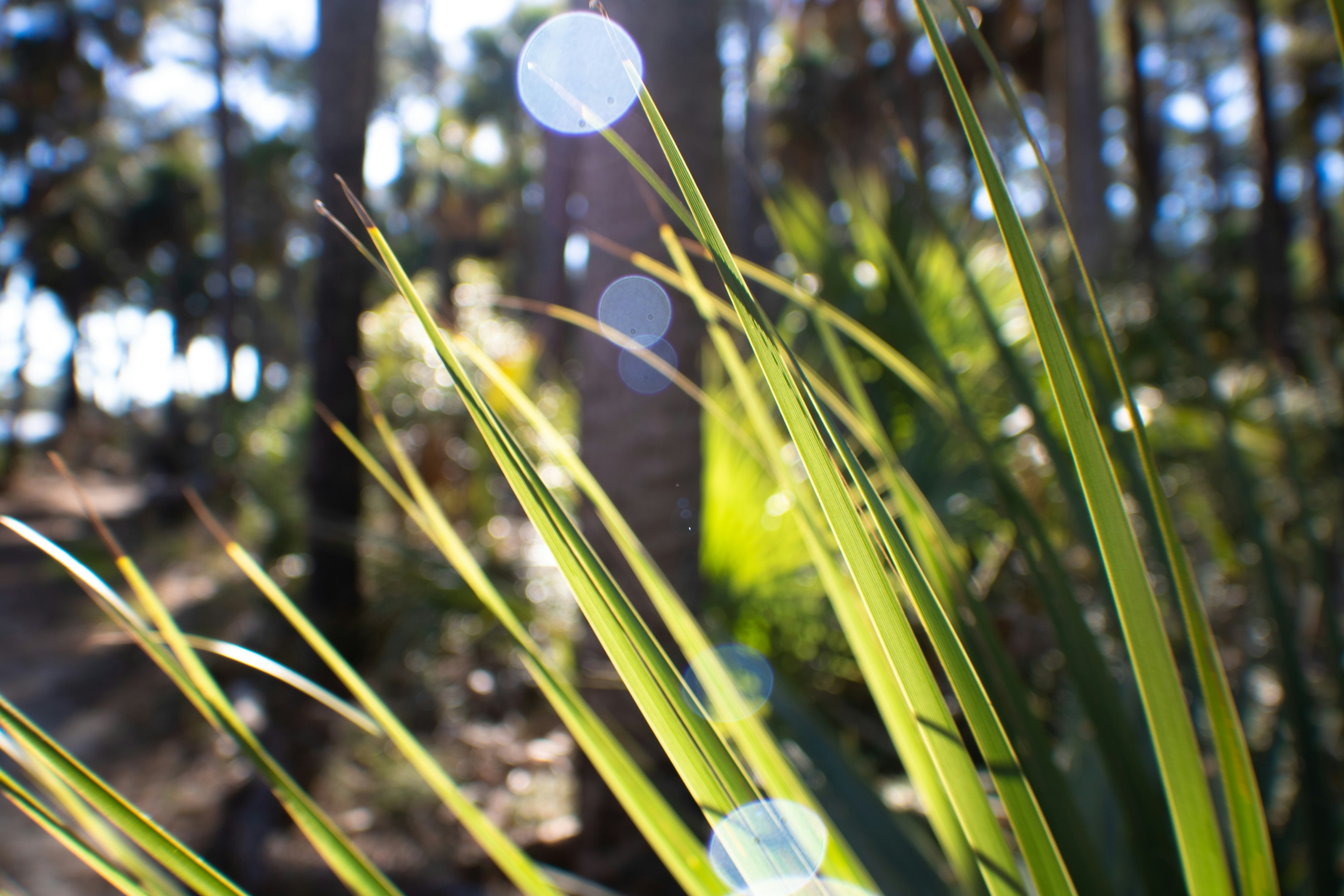 Sunlight streaming through green leaves with lens flare in a forest setting.