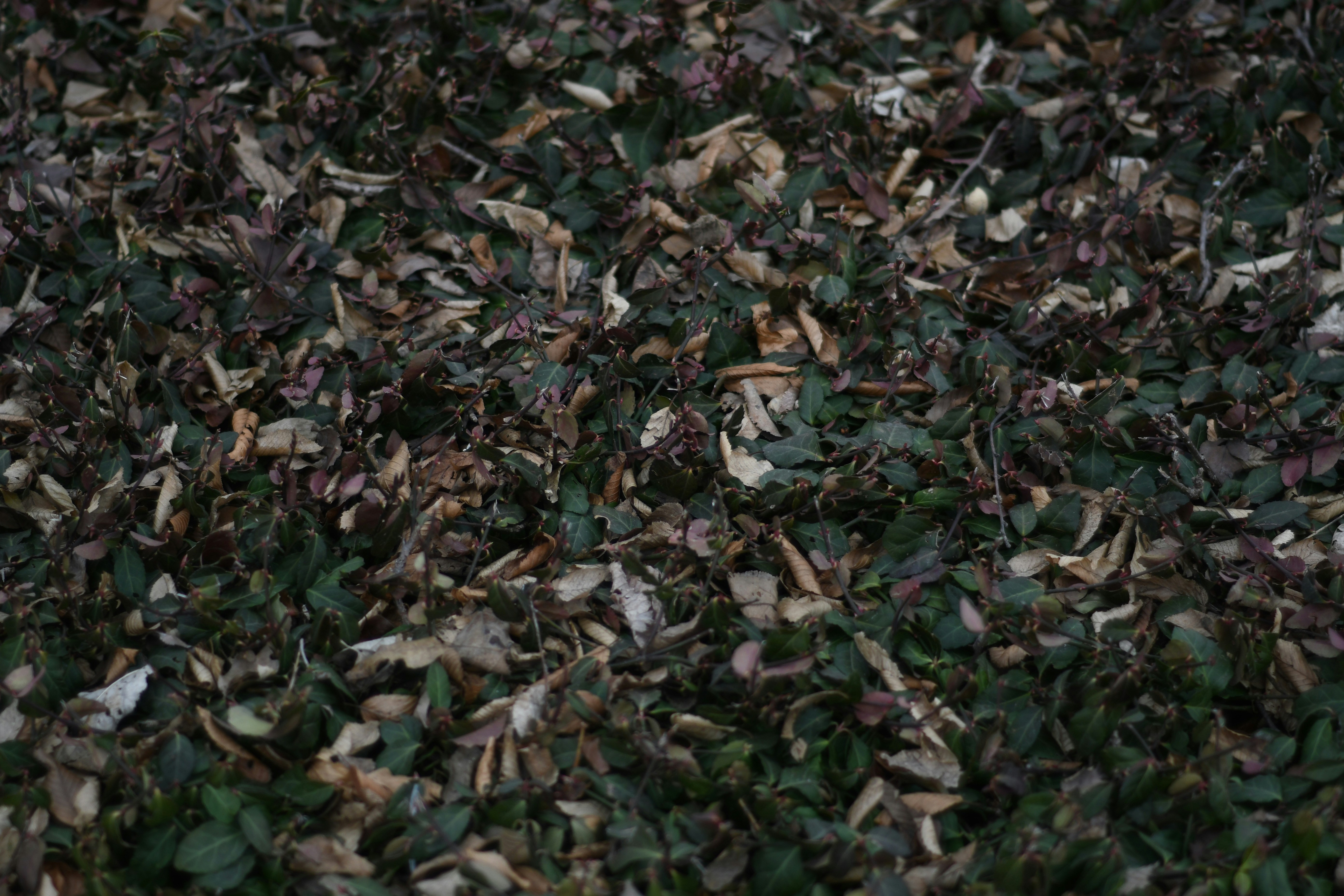 Dusk Carpet: Ivy Leaves Weaving a Quiet Autumn Tapestry