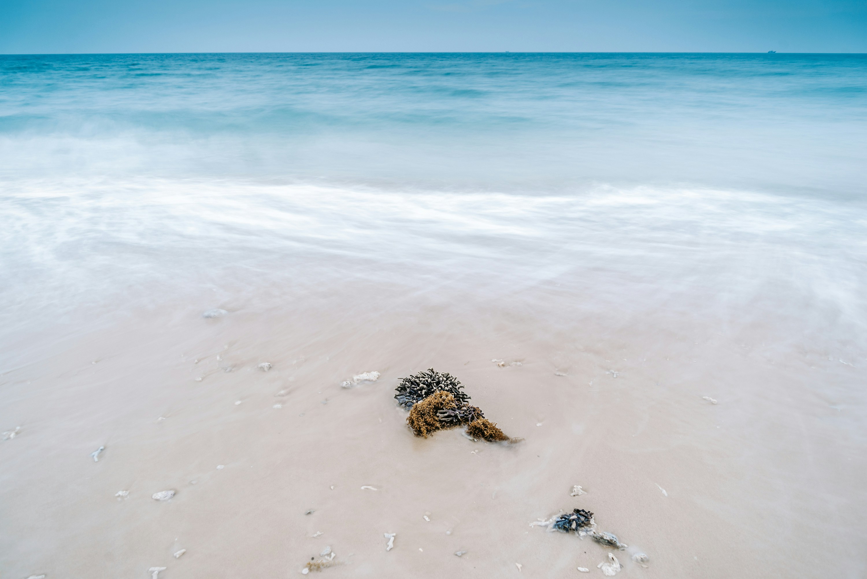 brown and black leopard on beach during daytime