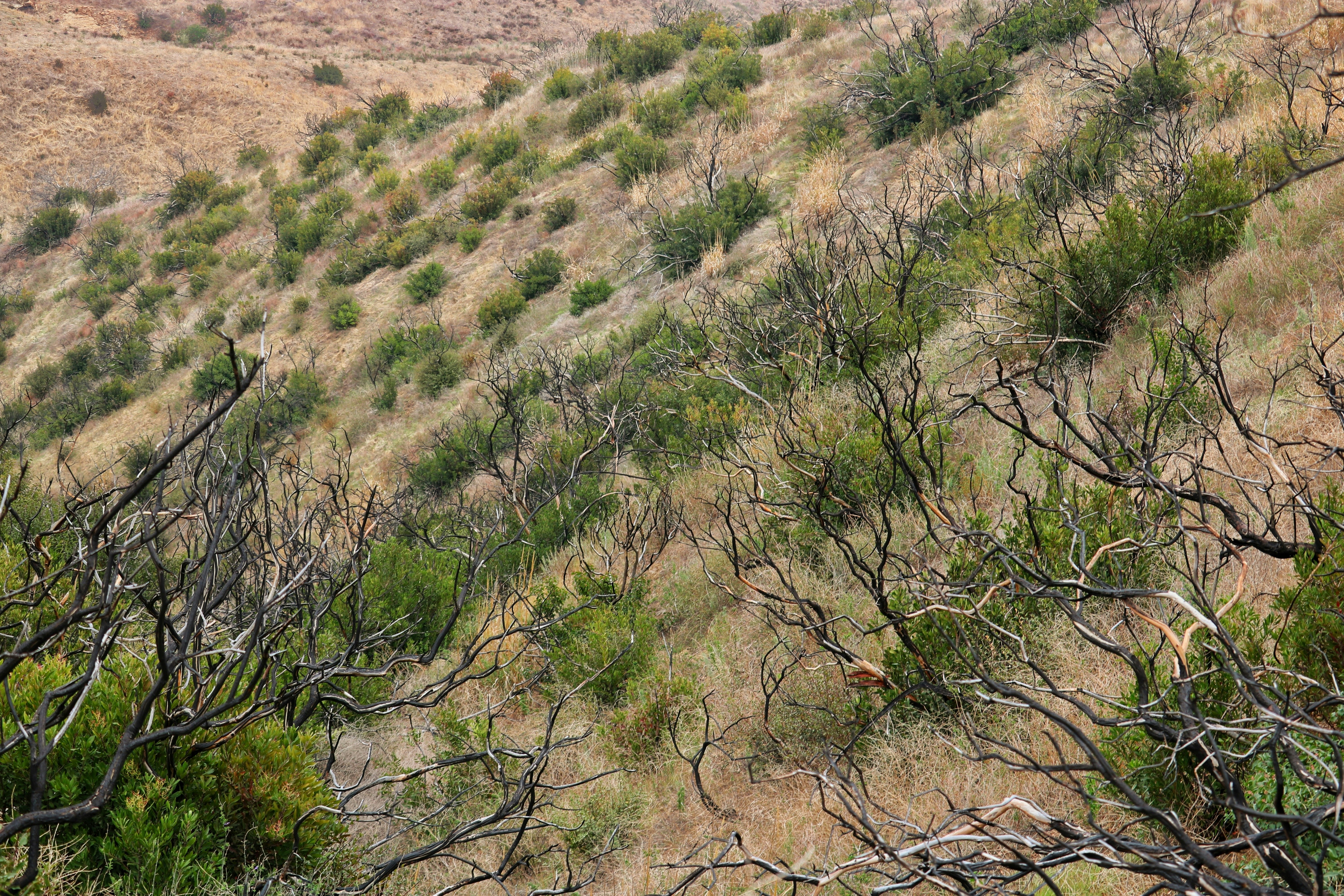 Green shrubbery emerging amidst charred branches on a hillside.