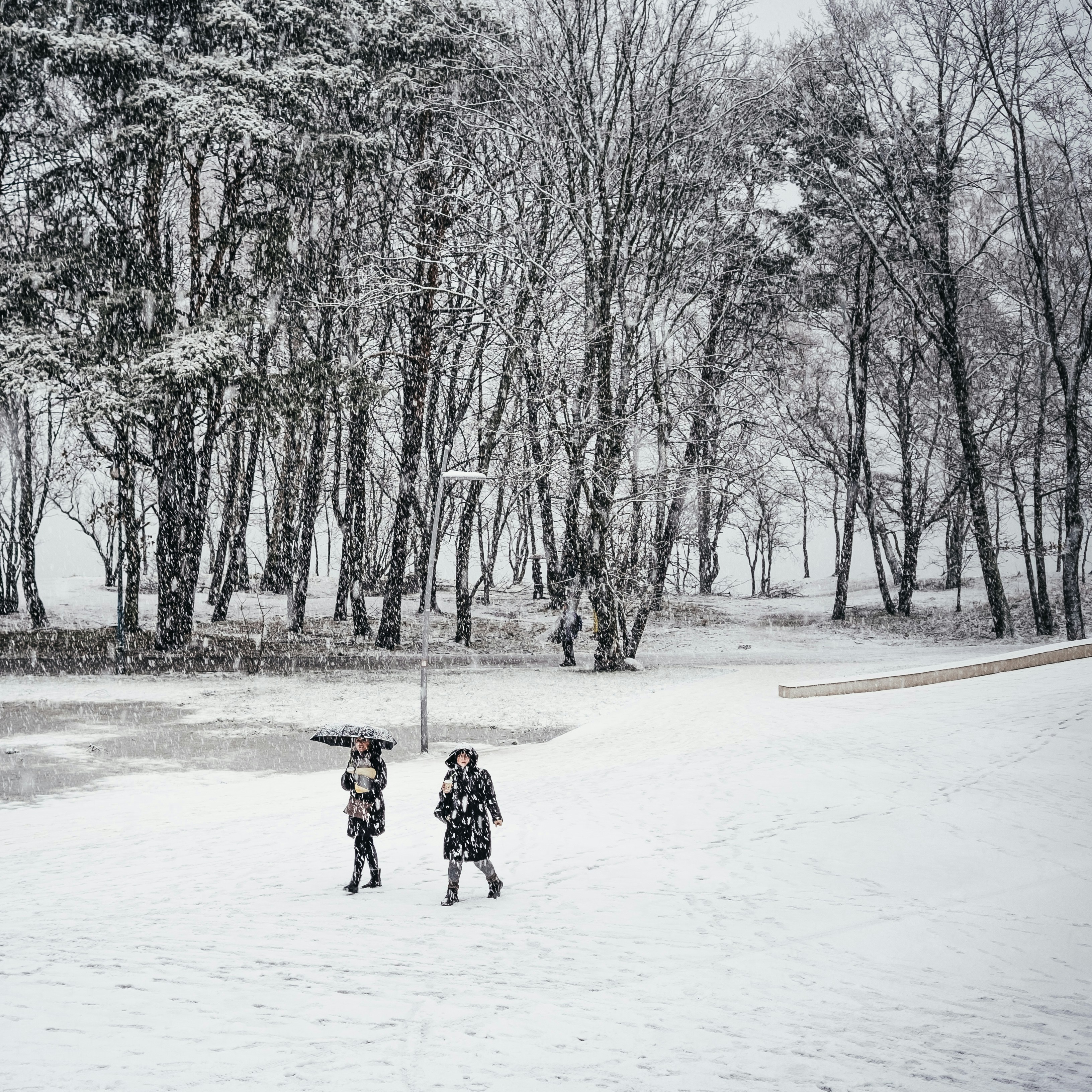 Two Silhouettes in Snow: A Quiet Park Walk