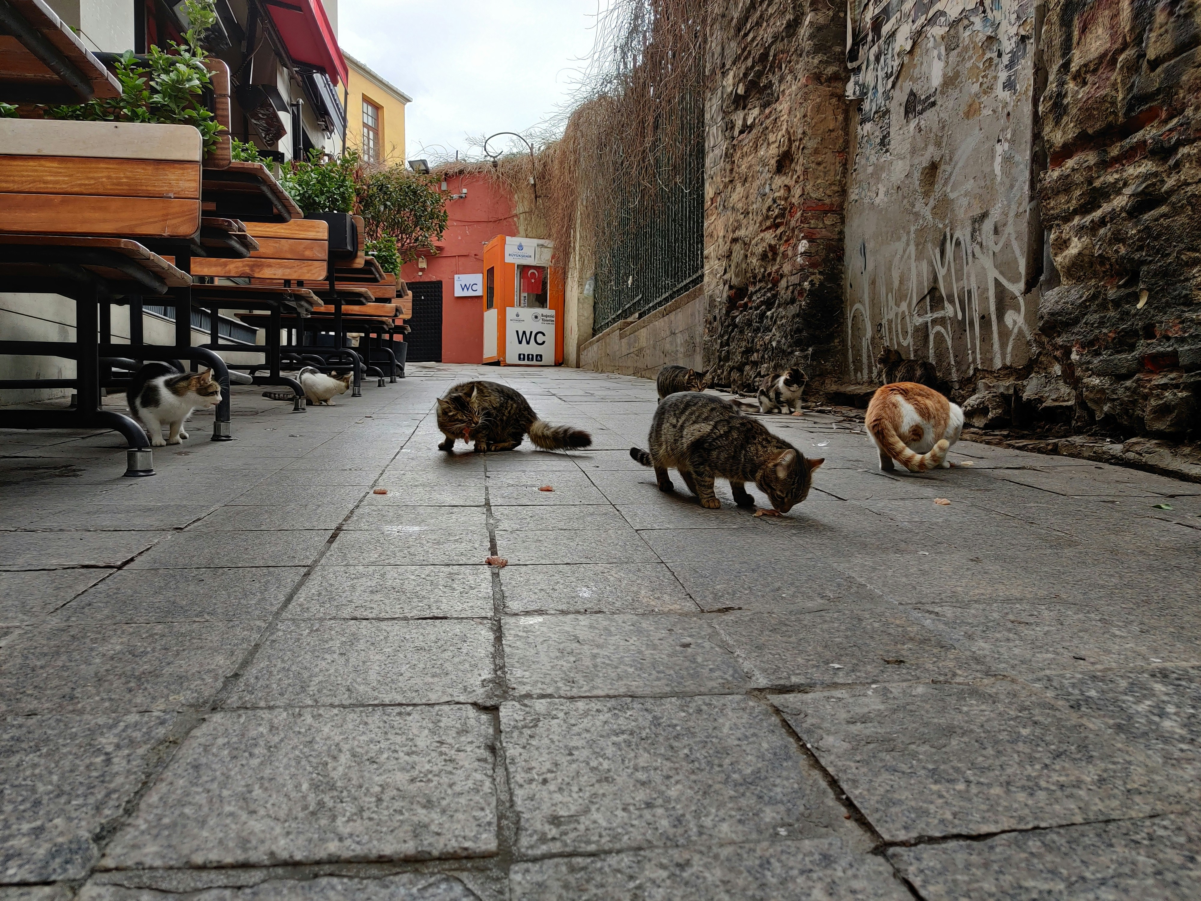 Three wandering cats in a sunlit alley