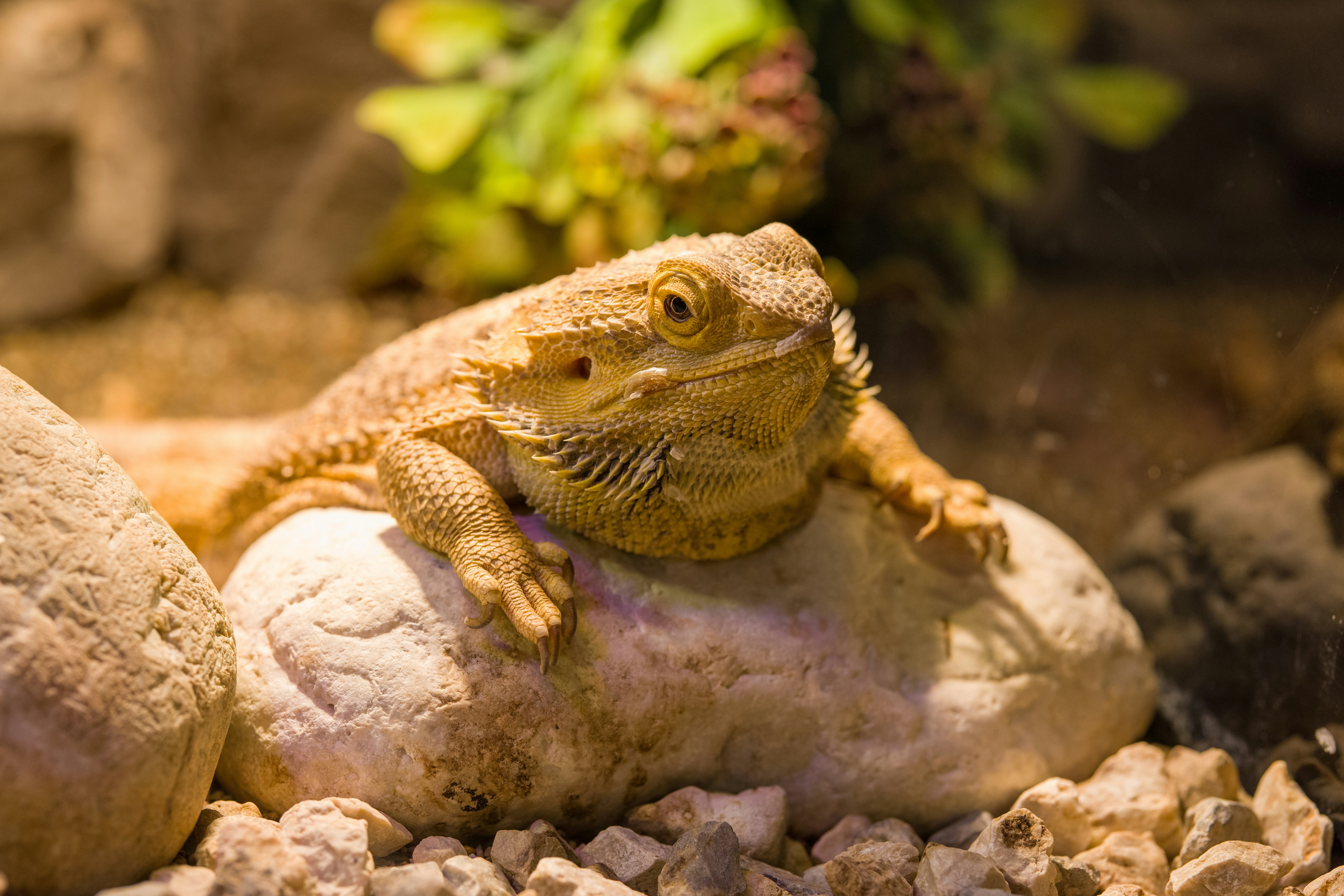 Pebble Throne: Bearded Dragon Basks in Warm, Textured Light