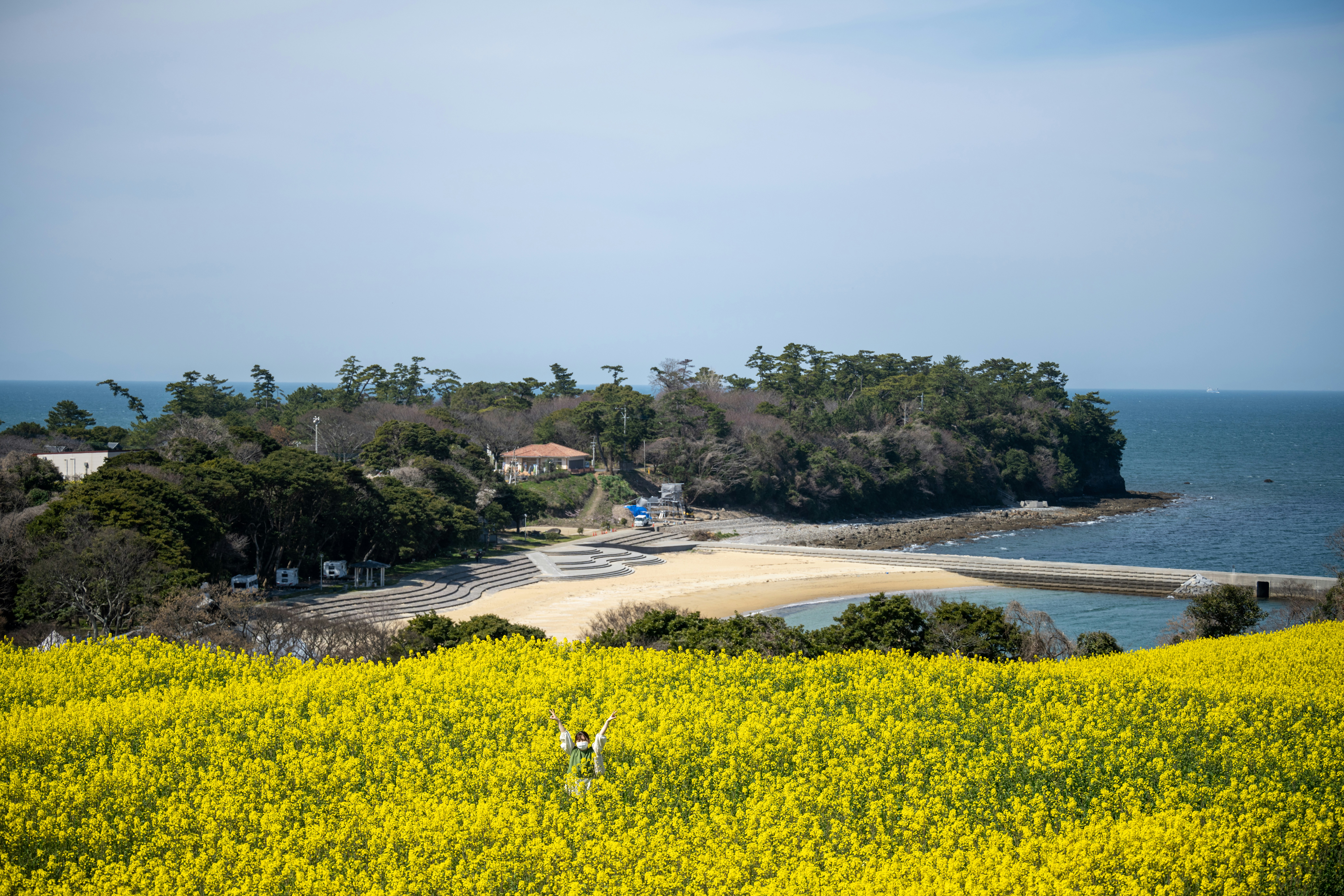 yellow flower field near body of water during daytime