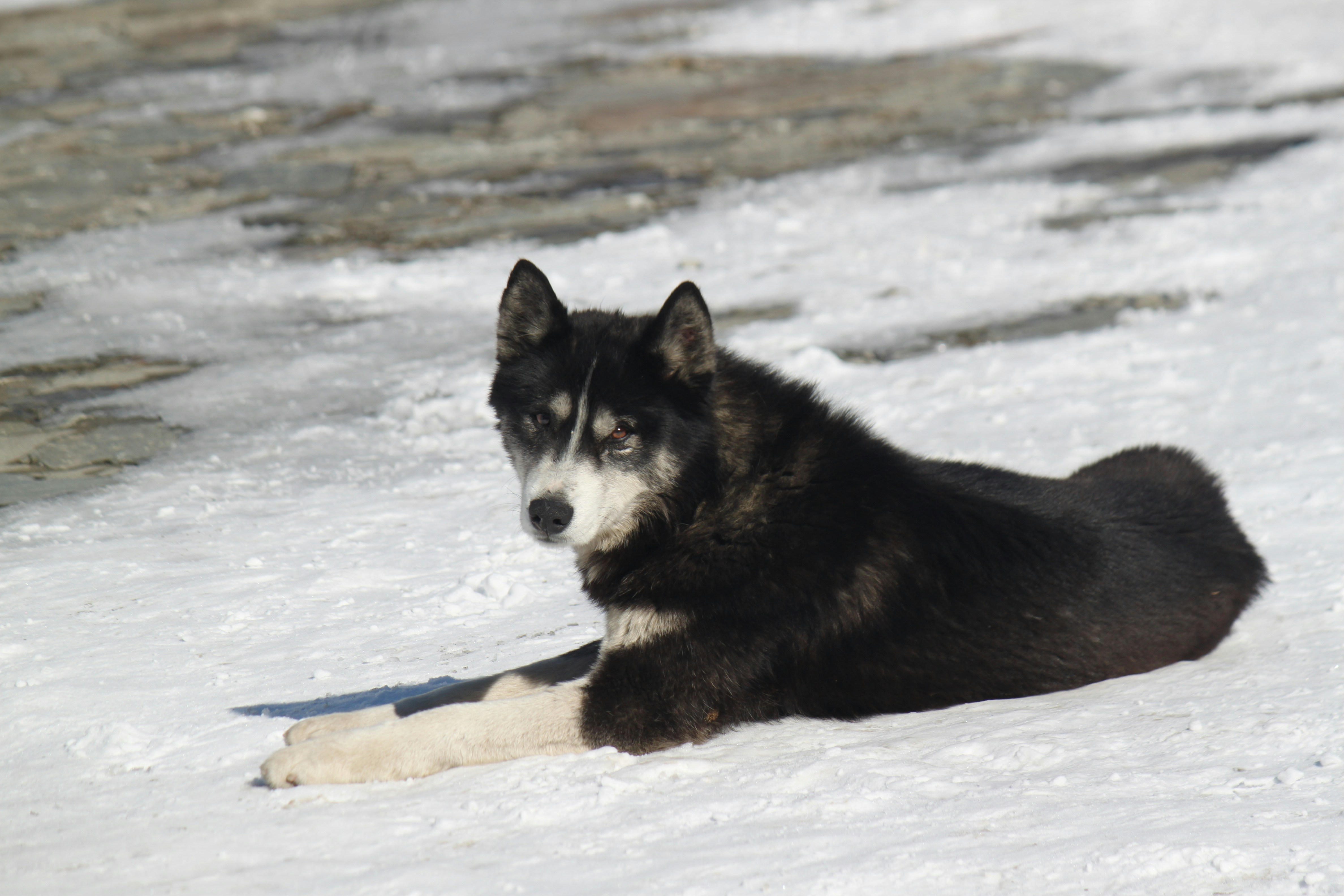 Husky sibérien noir et blanc sur le sol enneigé pendant la journée ...