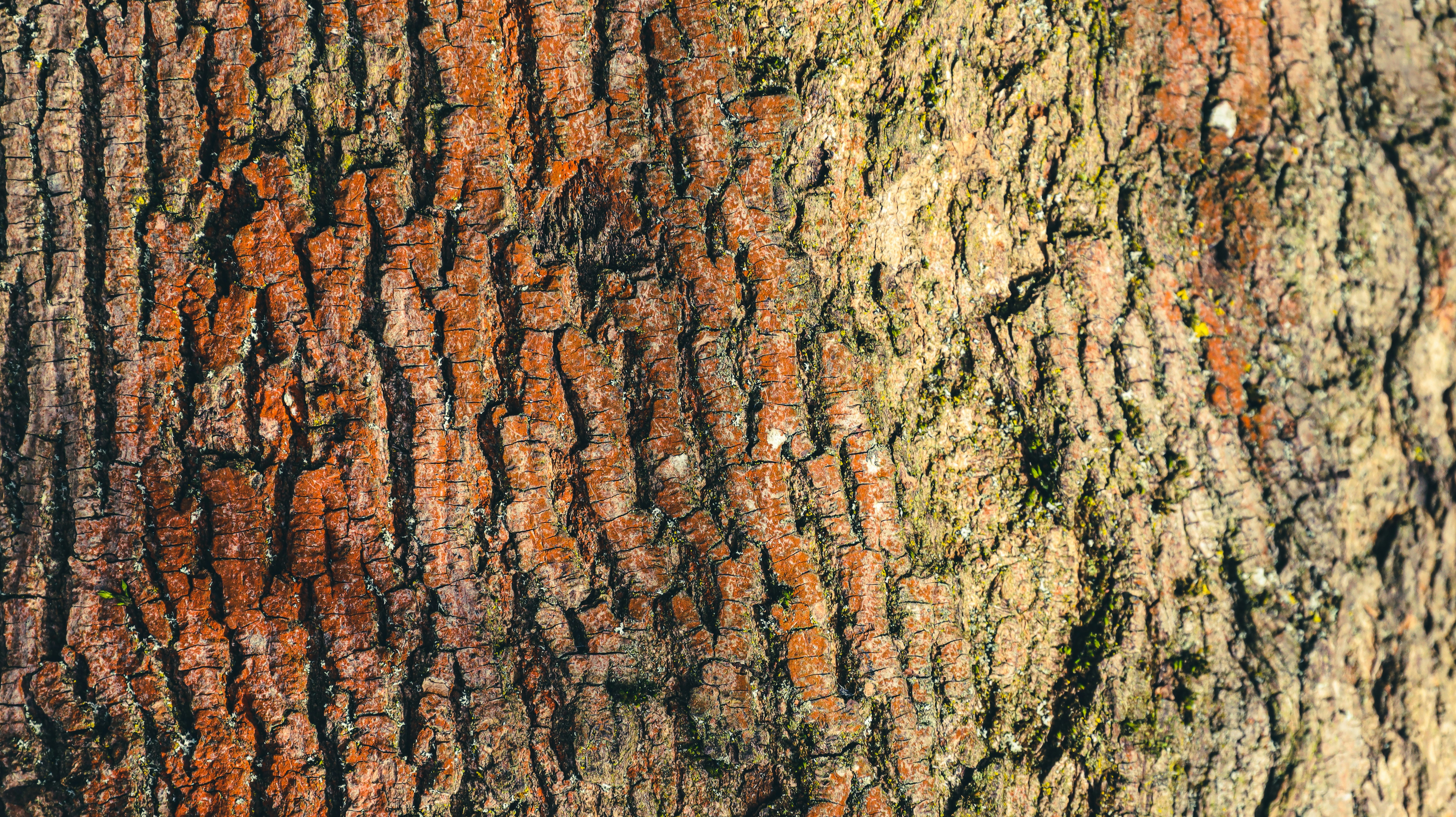 Brown and black tree trunk photo – Free Tree Image on Unsplash