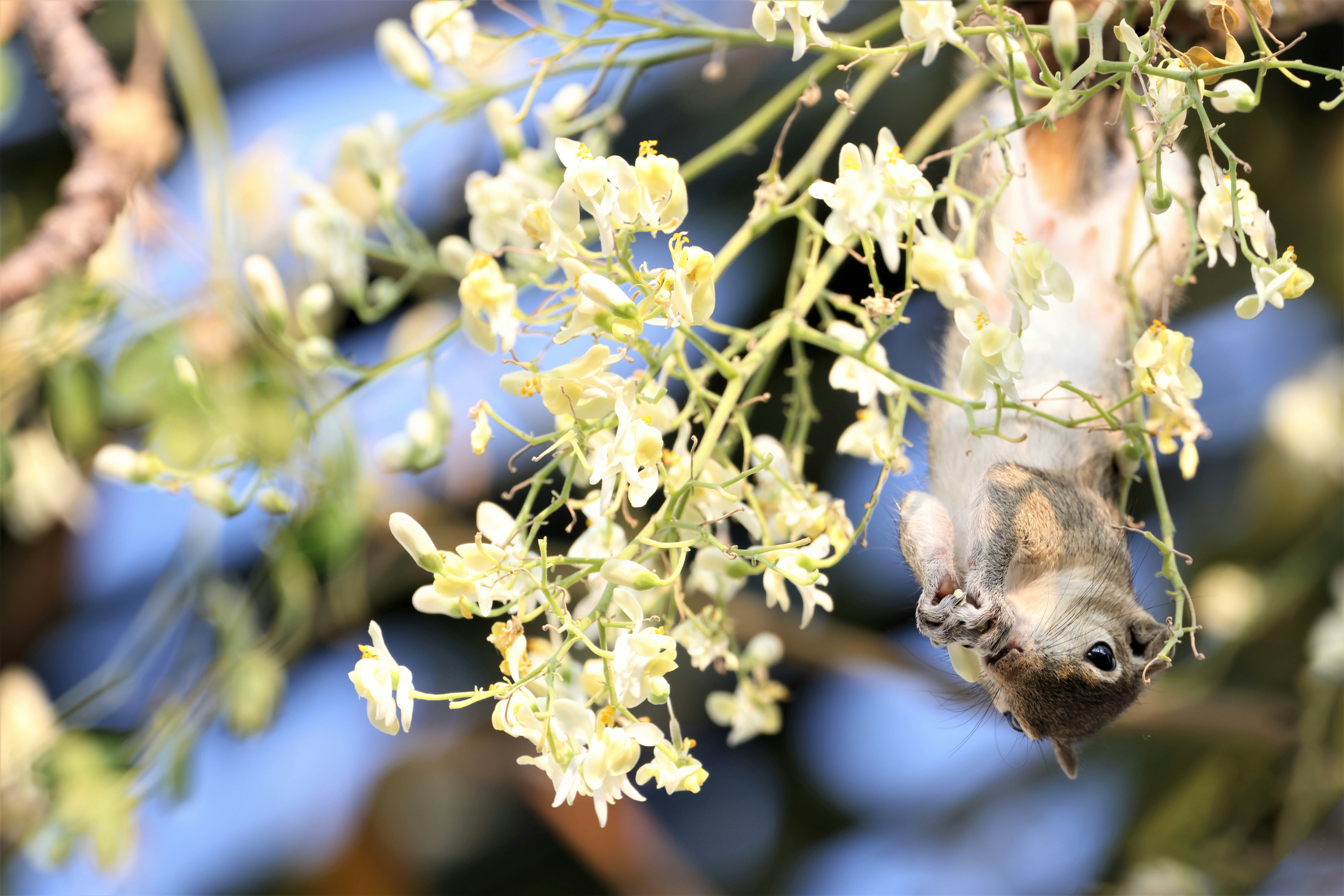 Bat in a Cascade of Cream Blossoms