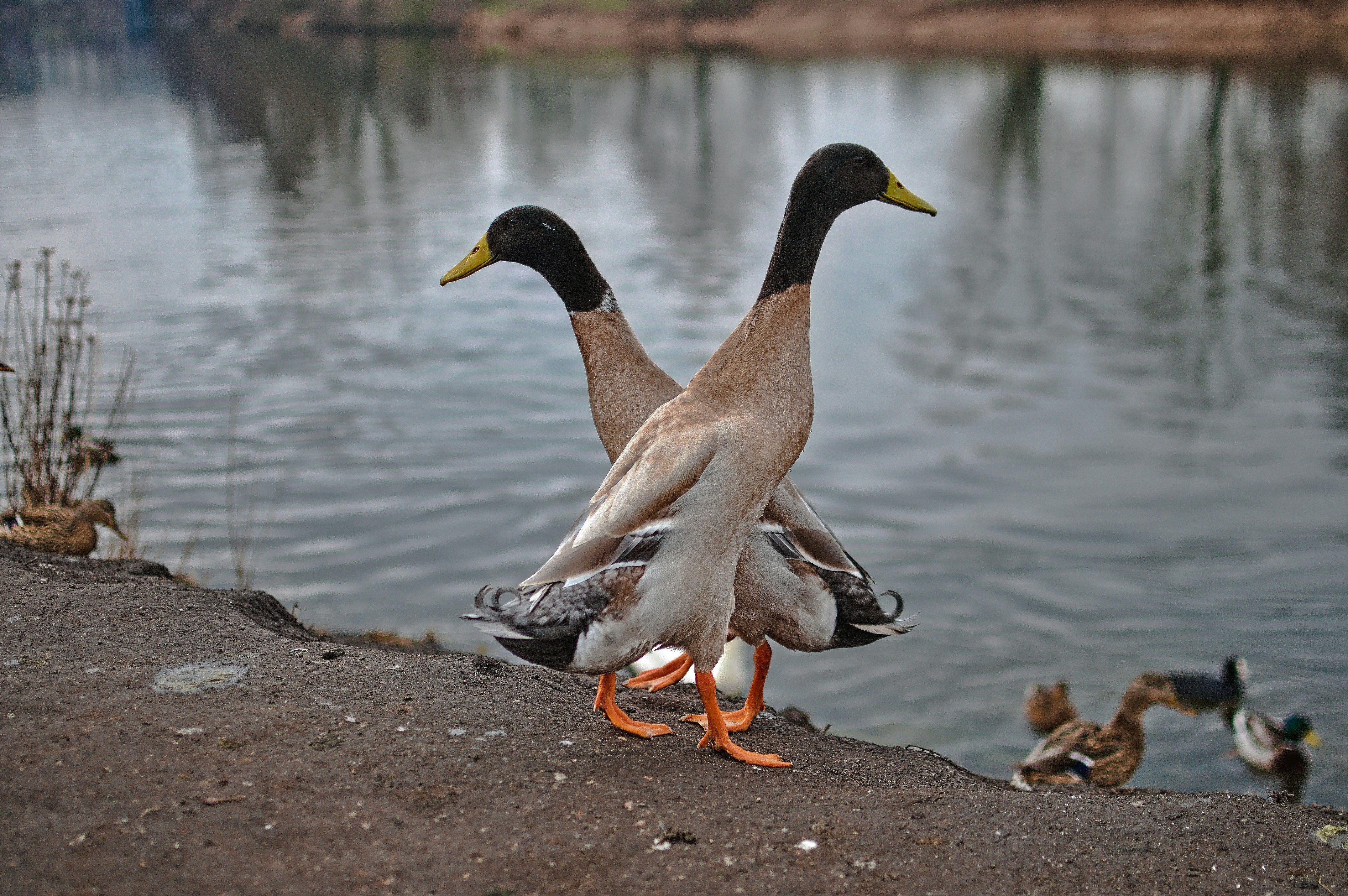 Indian Runner duck, Czech republic