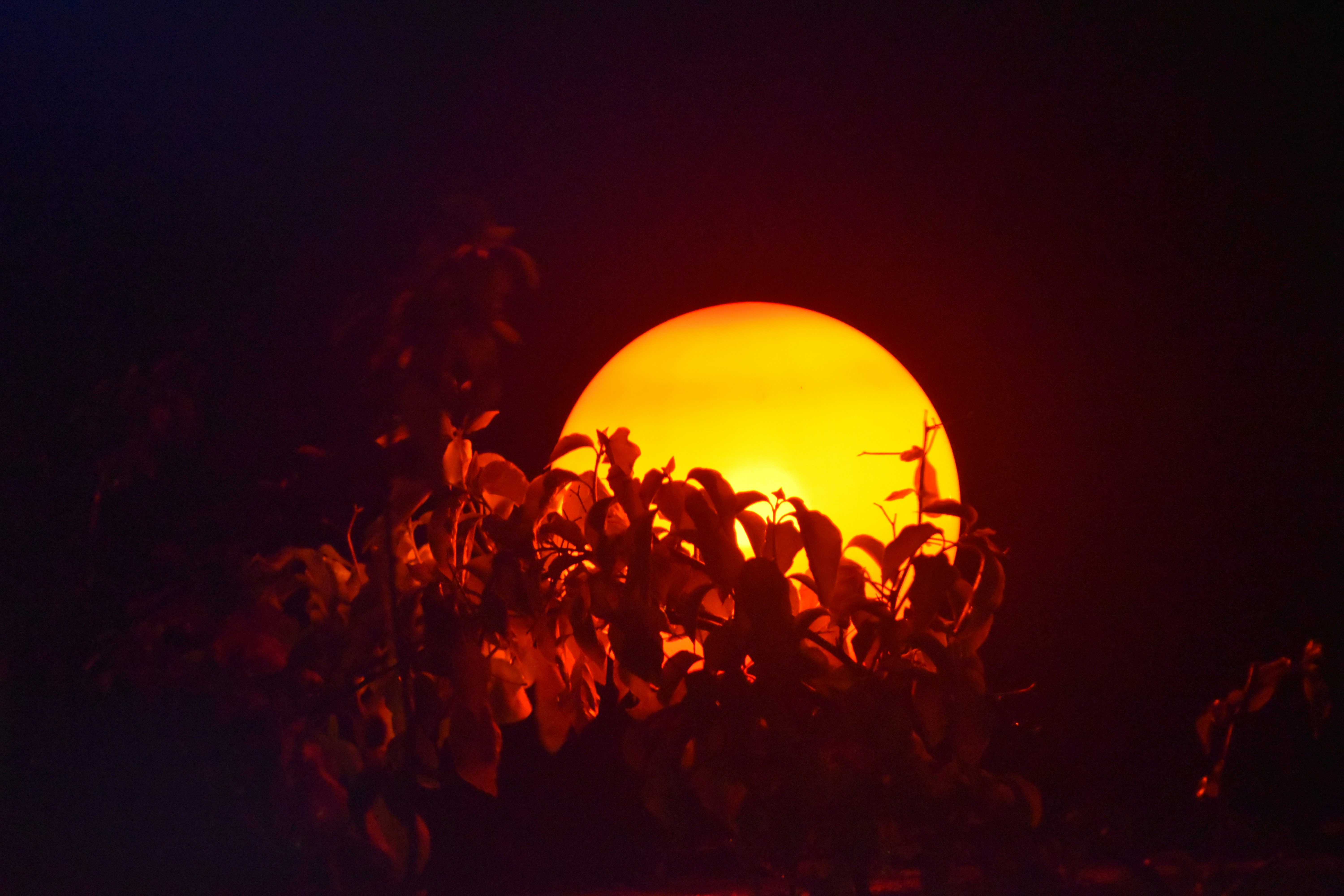 Vibrant orange sun setting behind silhouetted leaves, creating a warm contrast against the dark sky.