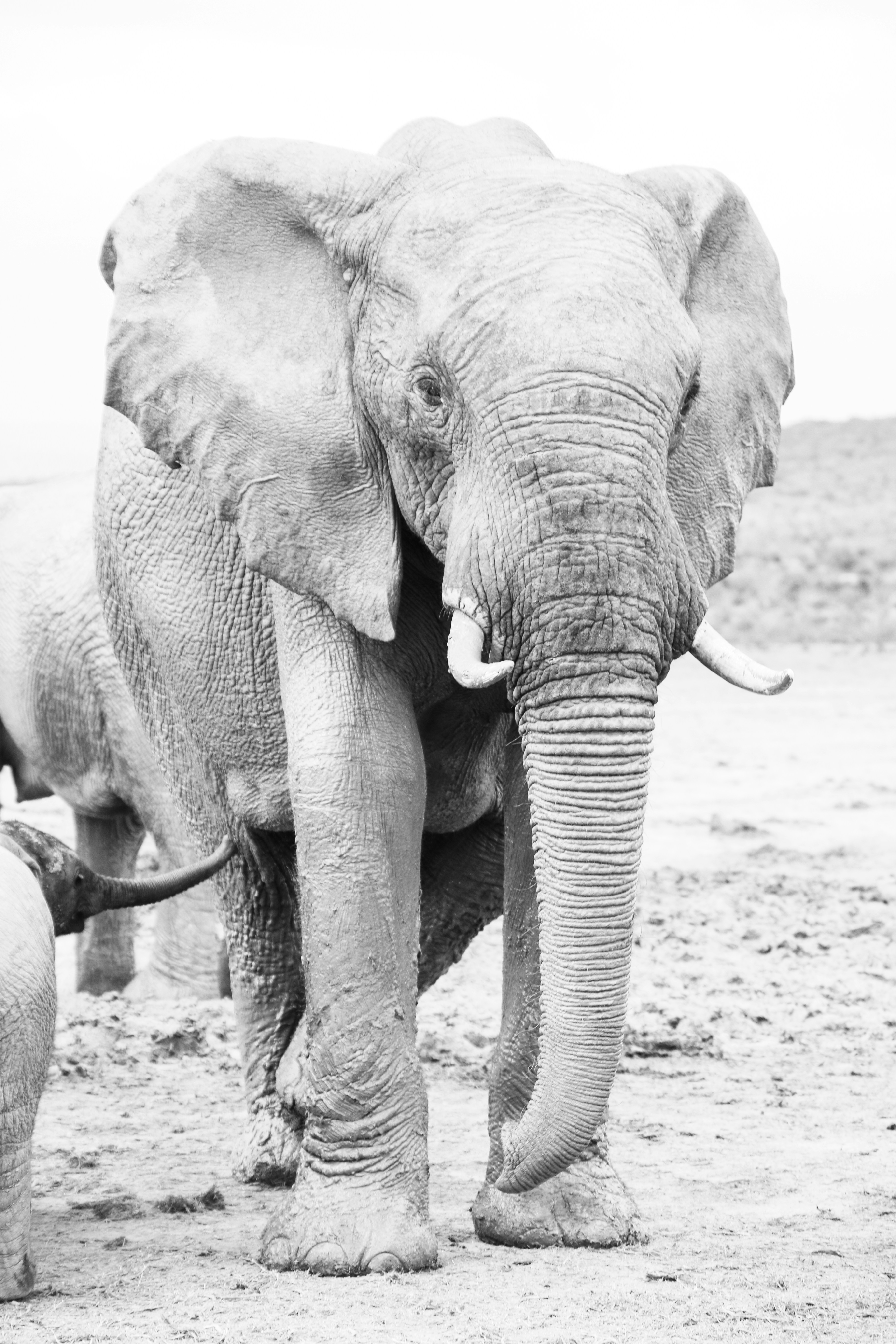A close-up of an African elephant showcasing its textured skin and prominent tusks, surrounded by its herd in a natural habitat.