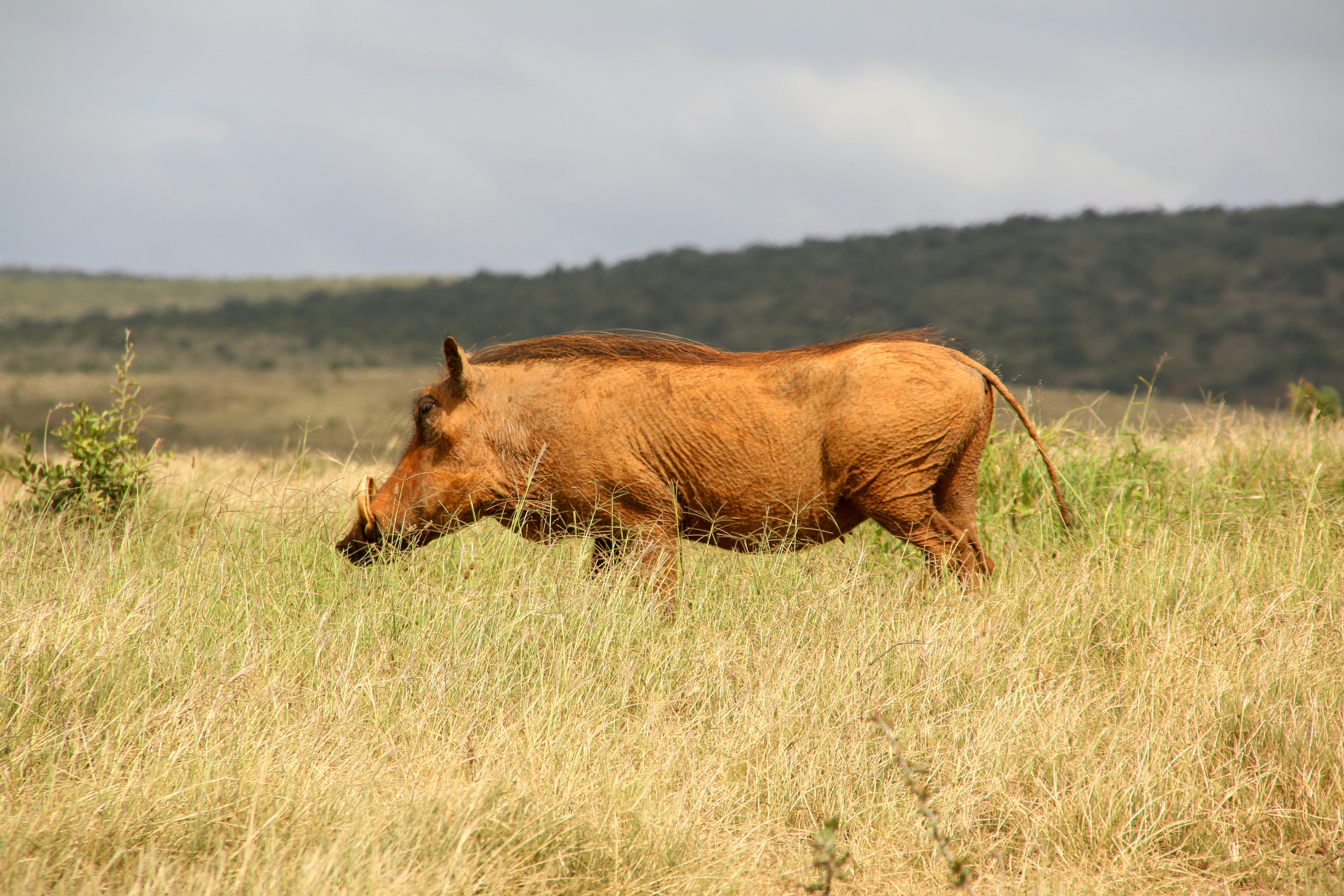 Golden-Grass Grazing: Warthog on the Savanna Edge