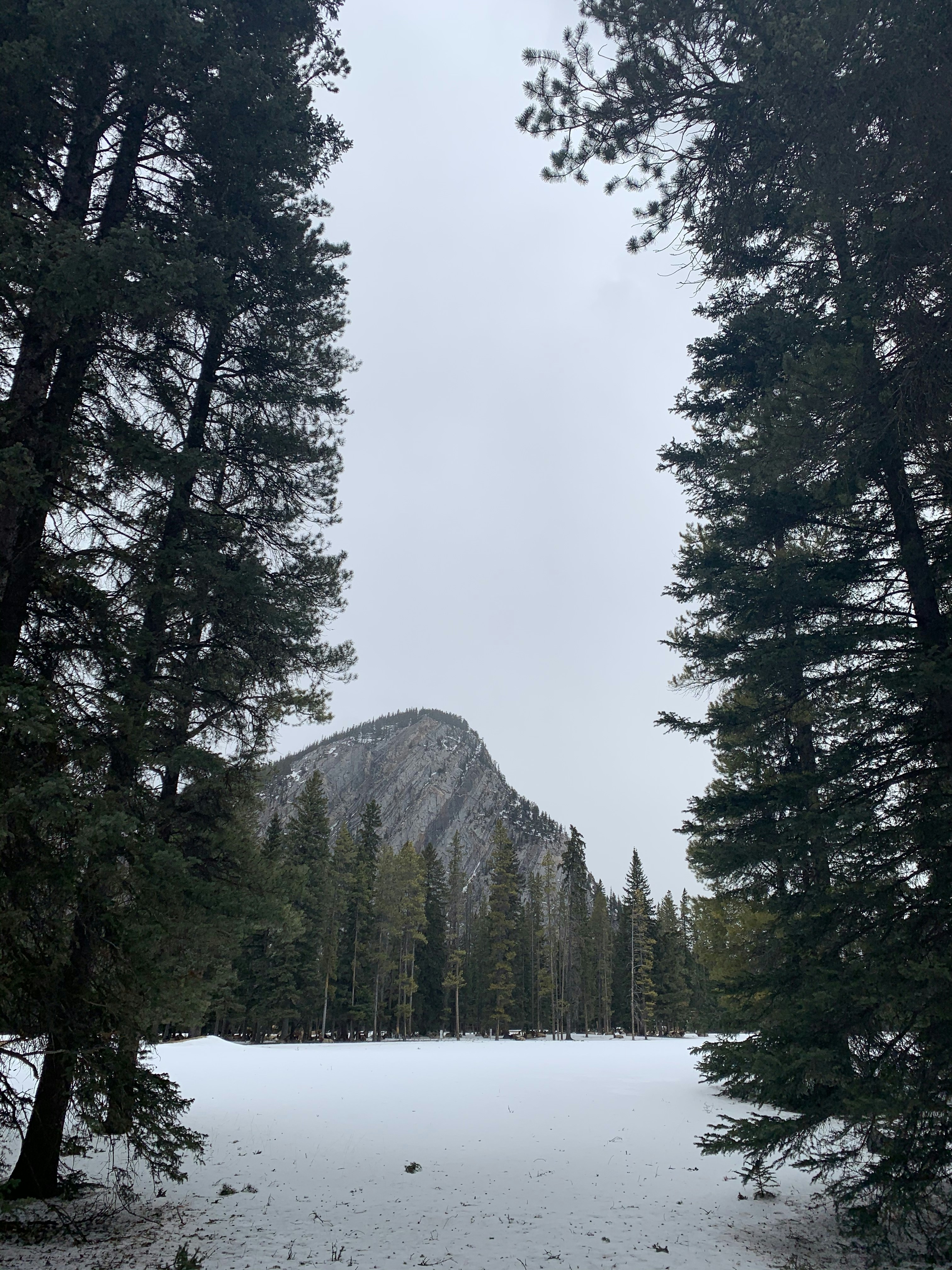 Green pine trees near mountain during daytime photo – Free Mountains ...