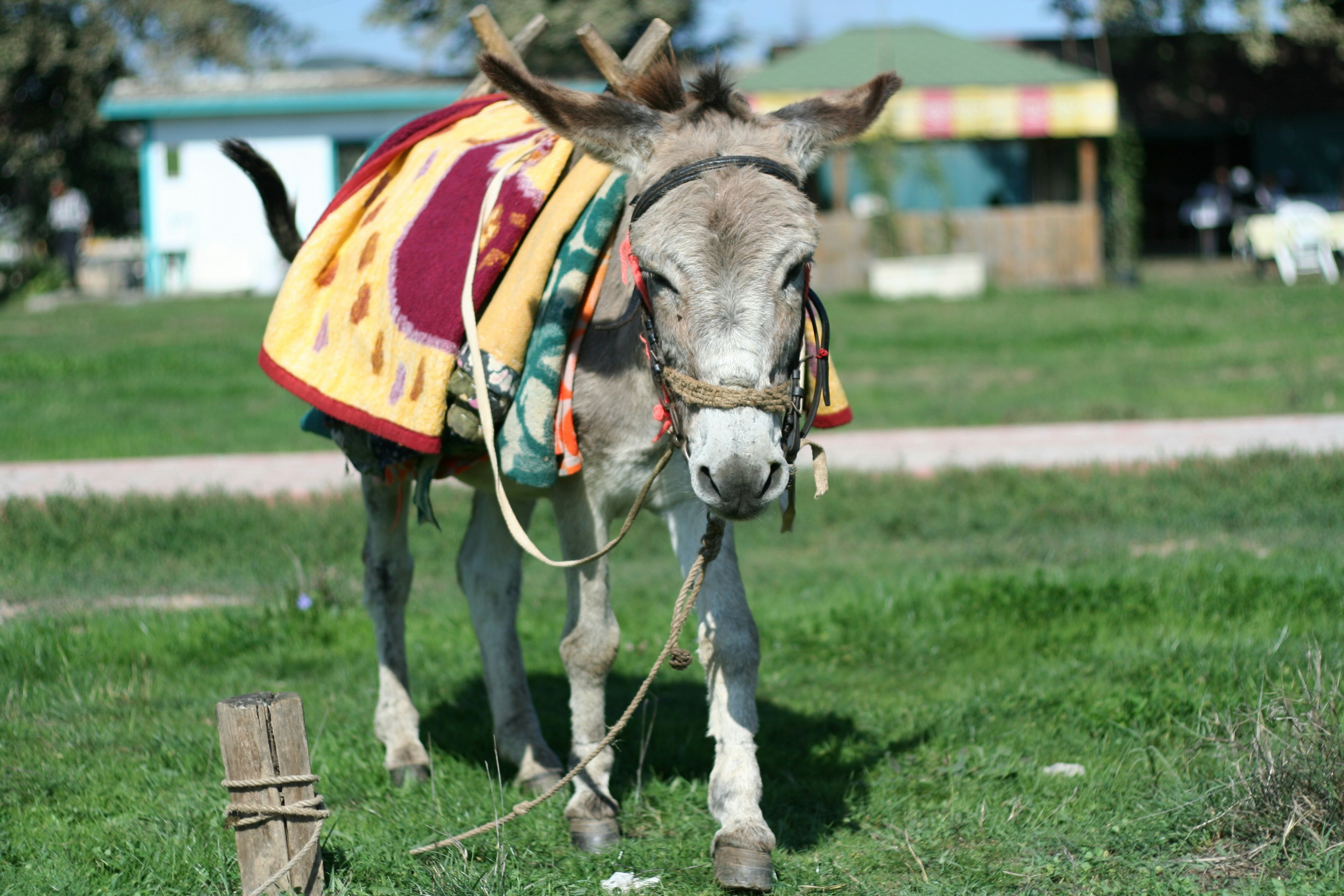 Donkey