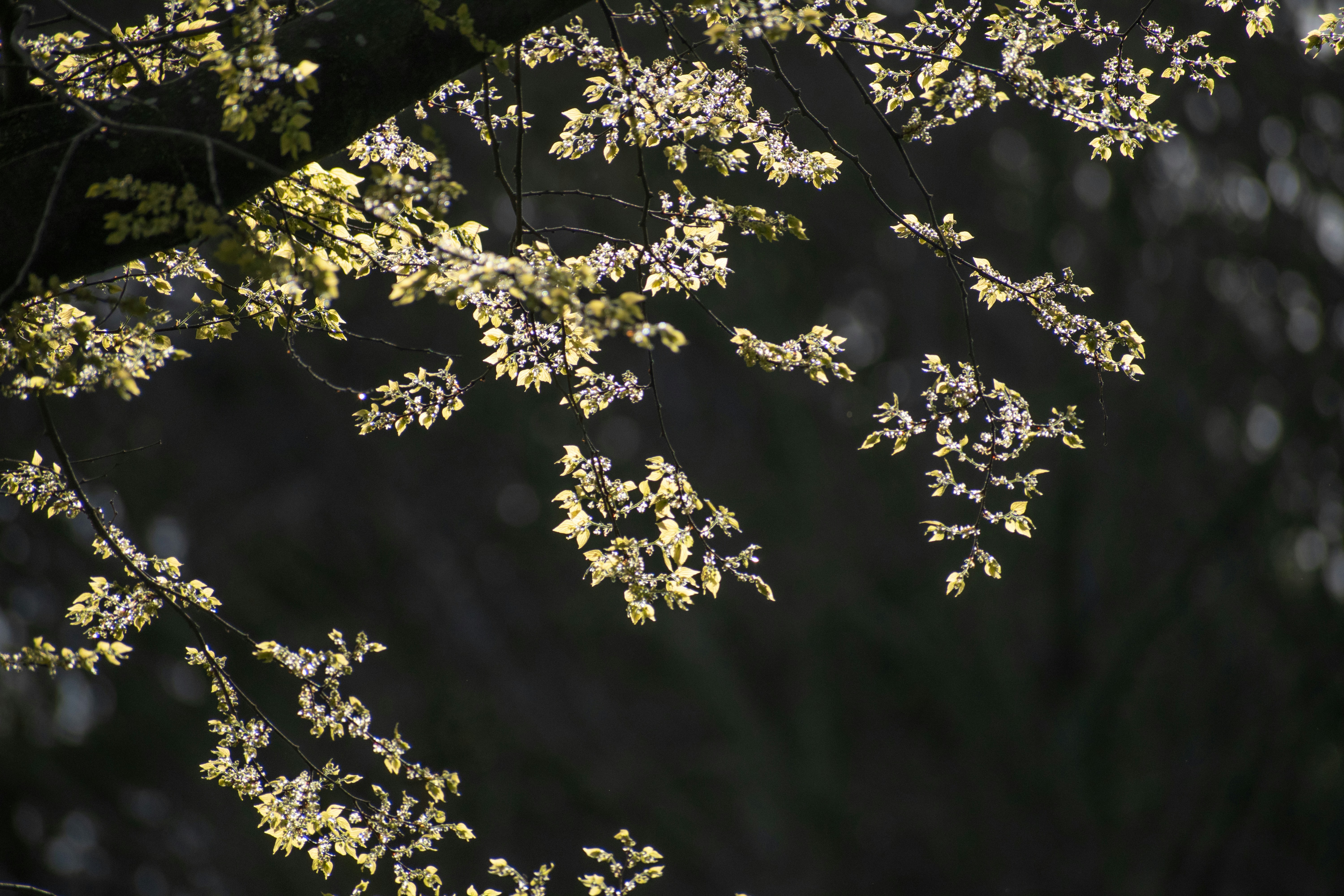 Delicate leaves catching the light against a dark backdrop, highlighting the transition of seasons.