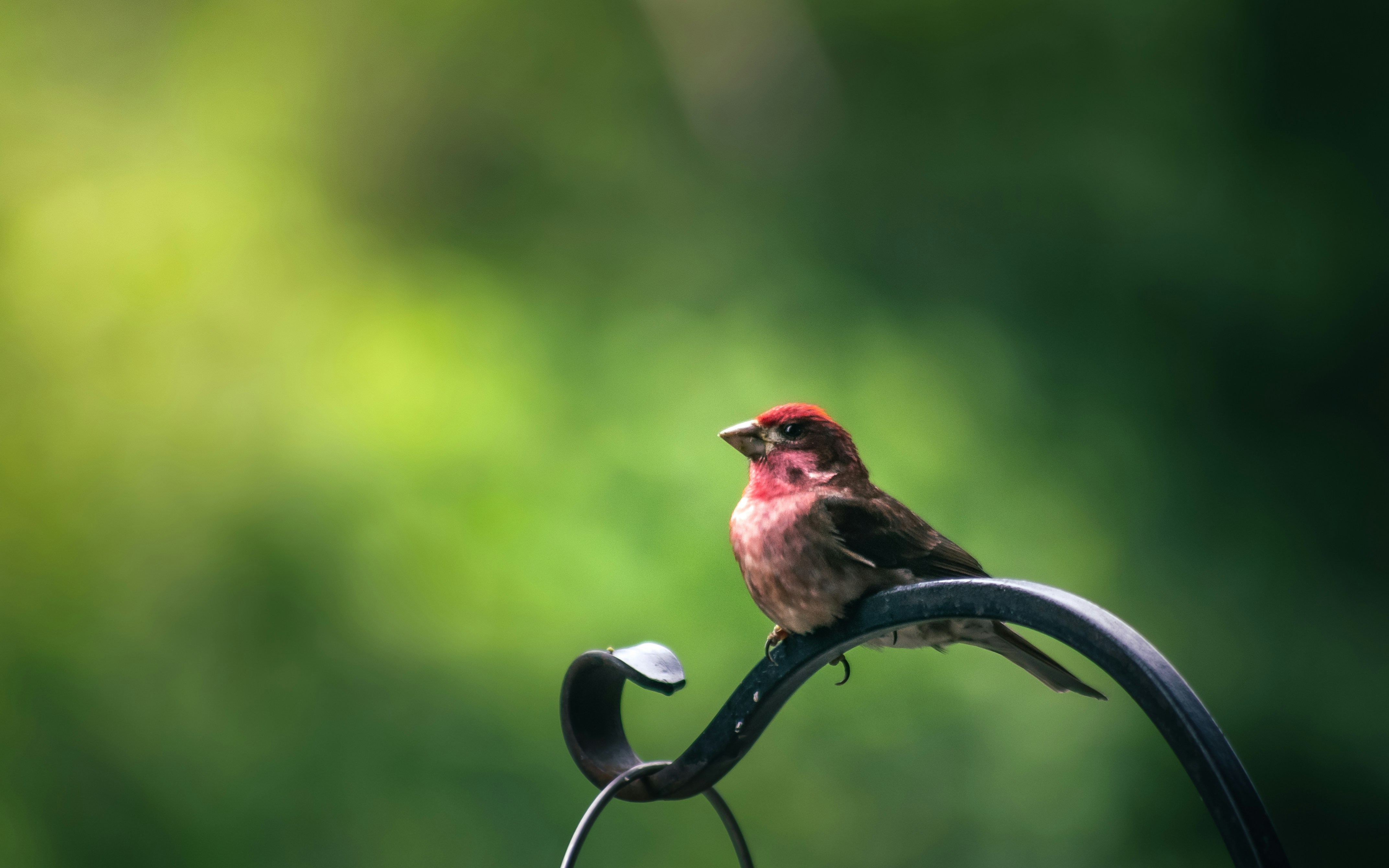 Red Finch on a Curved Fence Hook Under Dappled Green