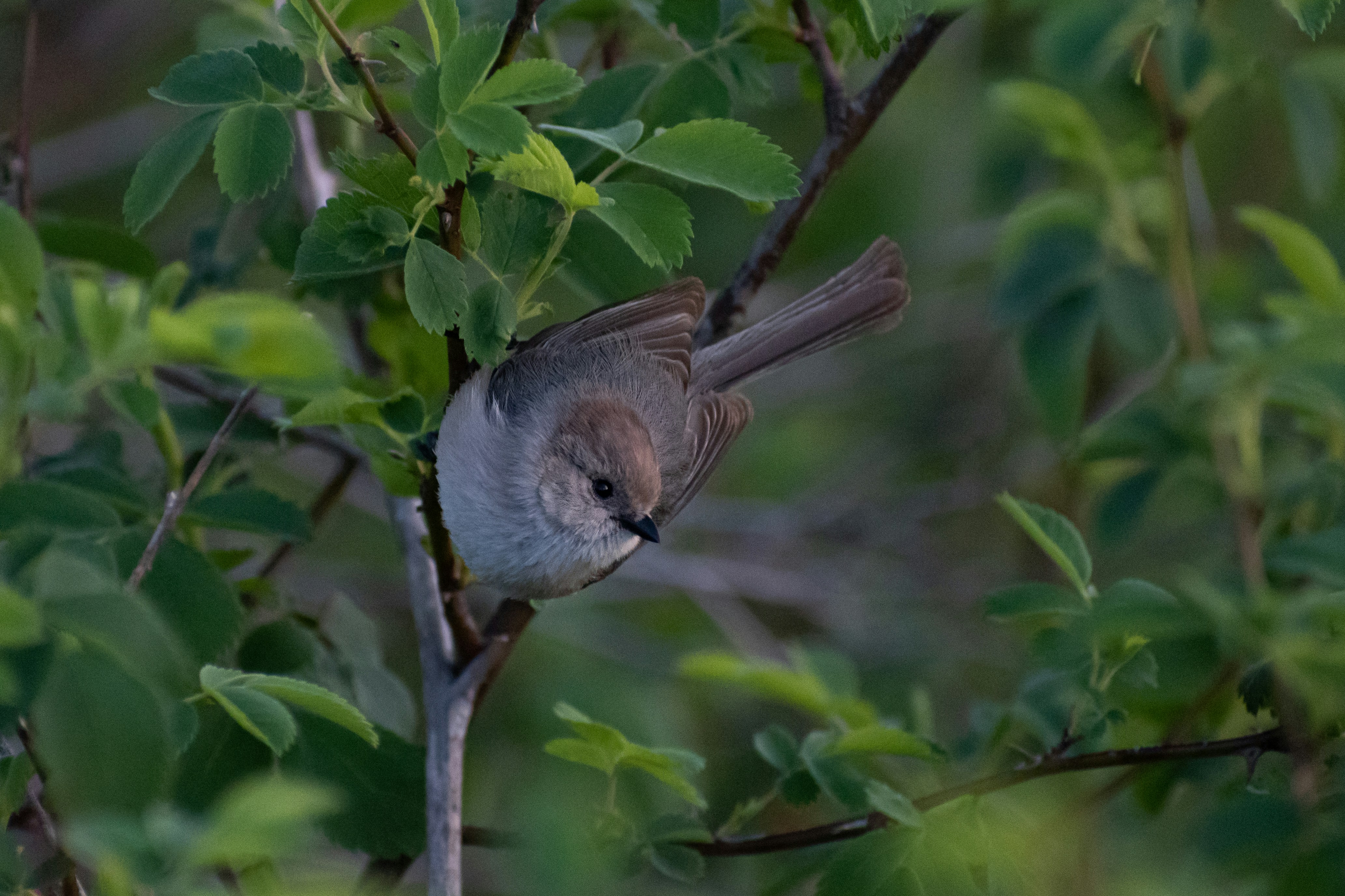 Shade-and-Leaf Guest: A Tiny Bird Peeks from an Emerald Thicket