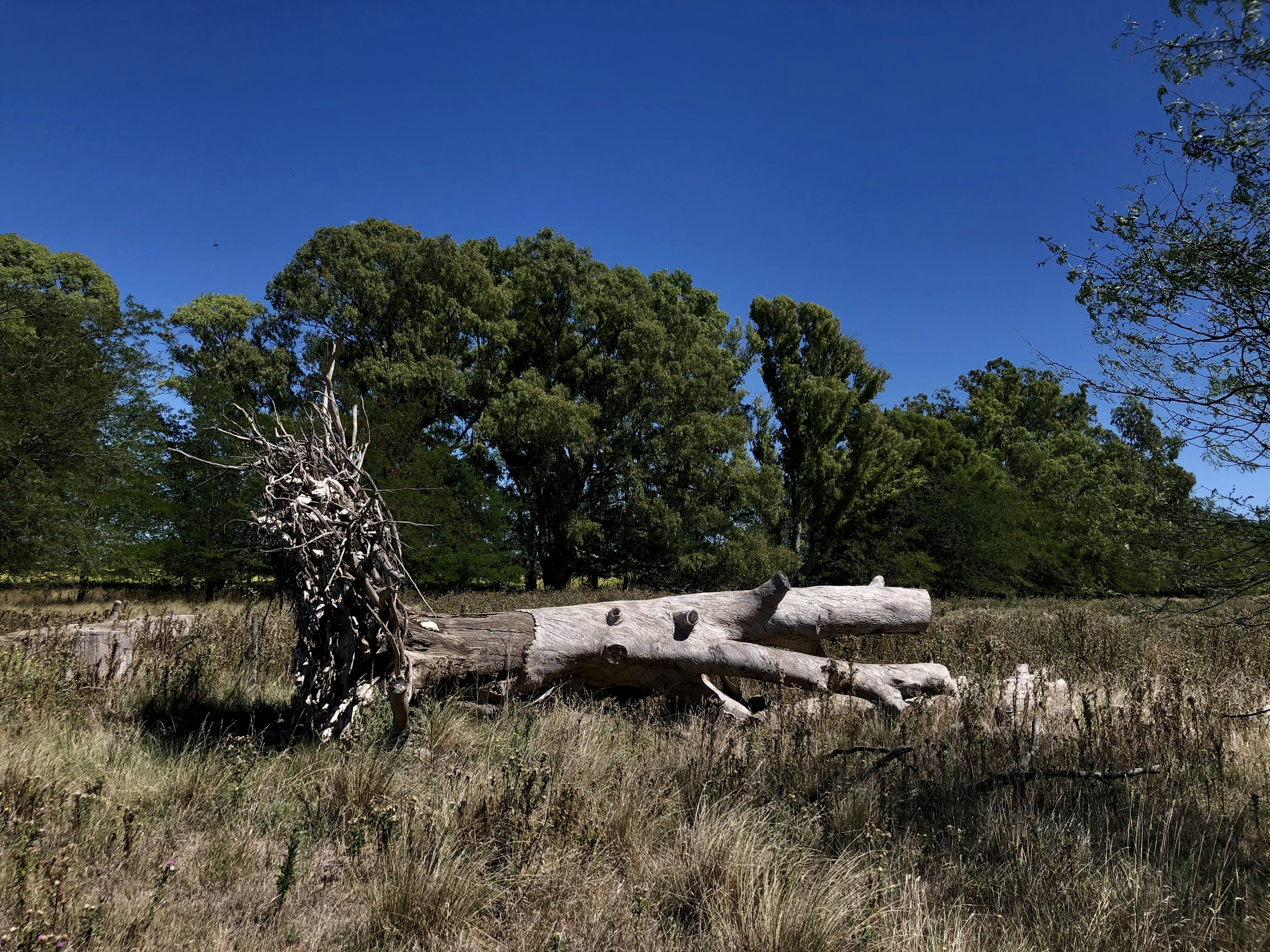 Fallen tree resting in a grassy landscape under a clear blue sky, surrounded by lush green trees.