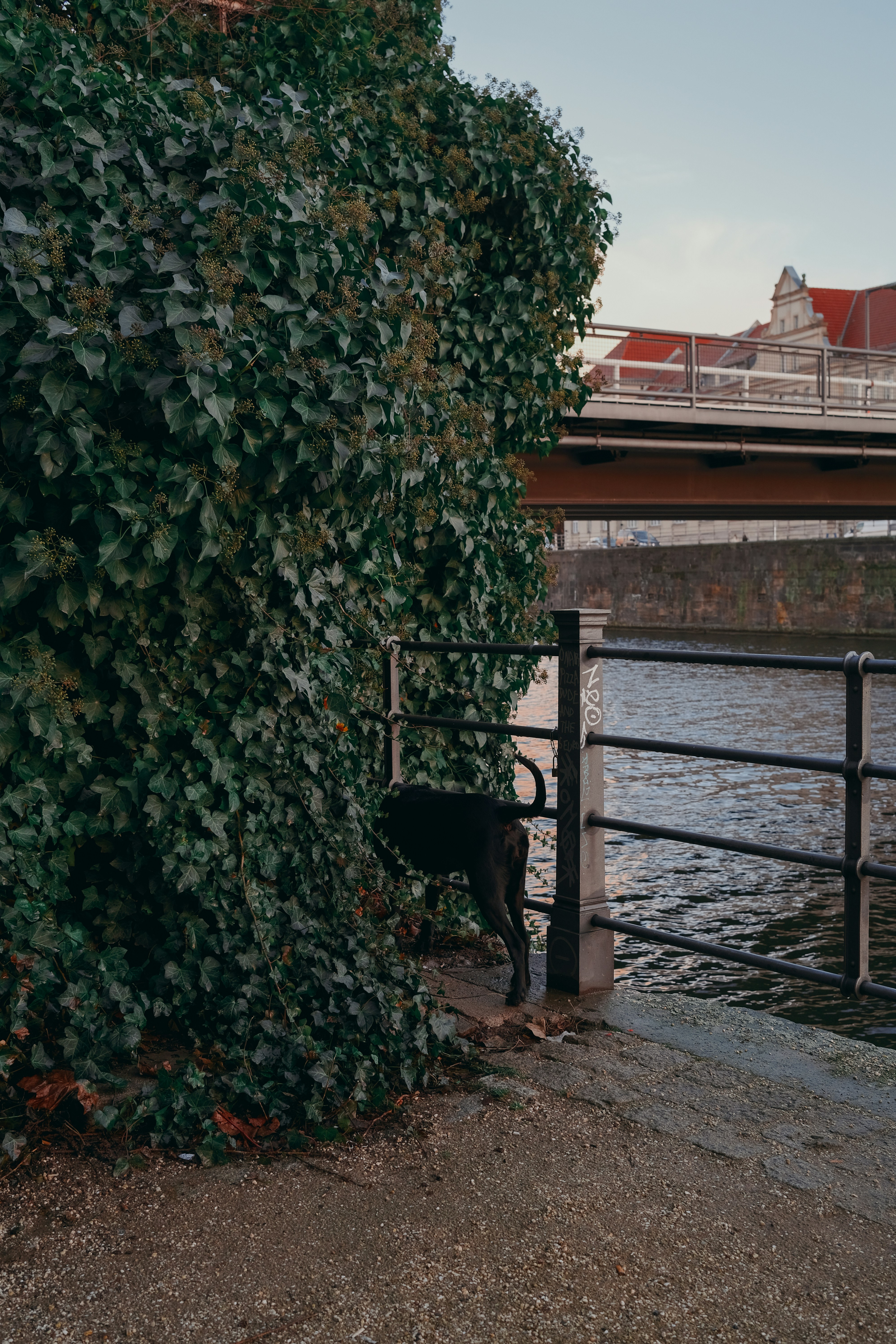 A dog hides in the bushes along the river in Berlin, Germany.