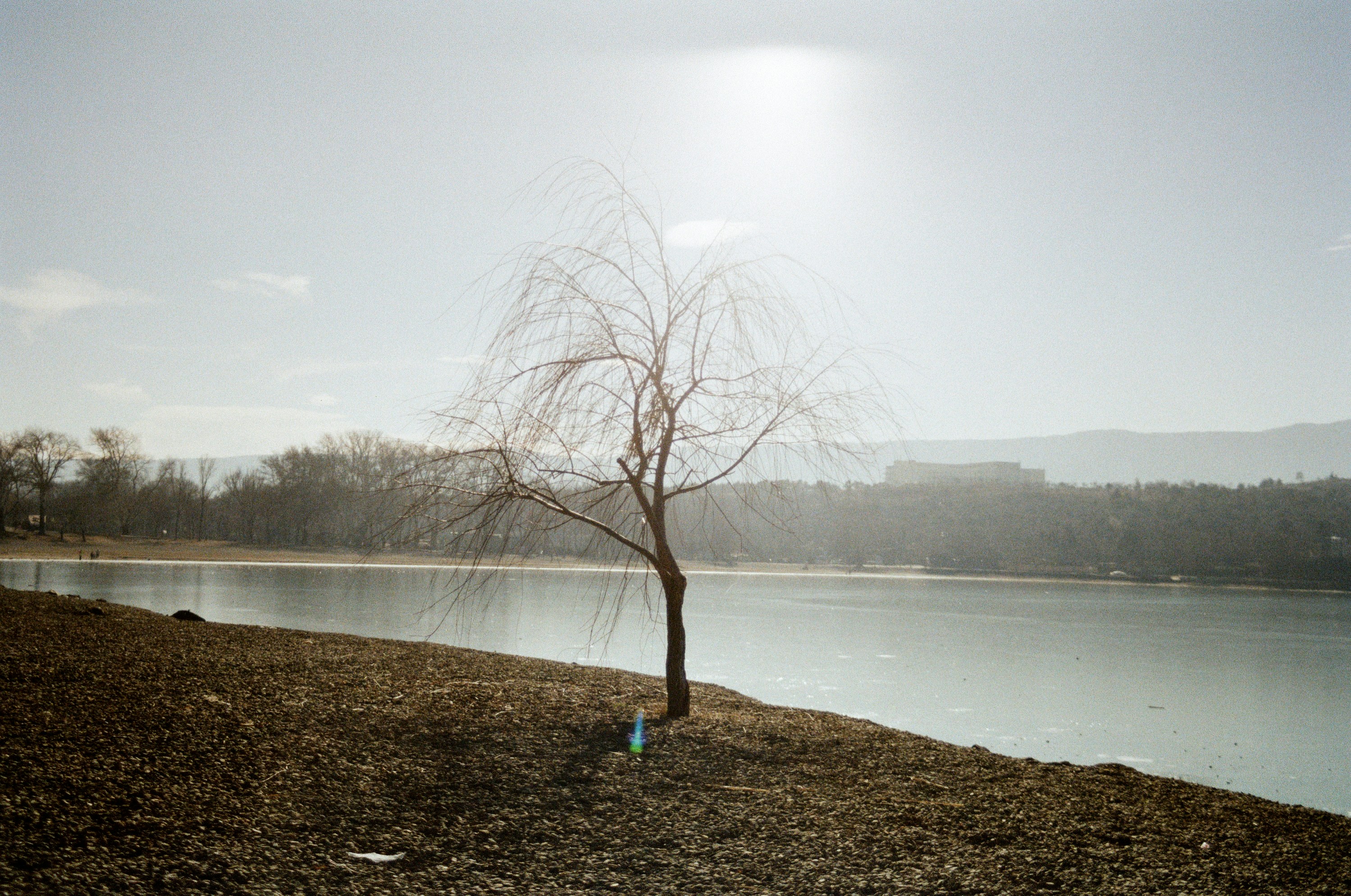 Leafless tree near body of water photo – Free Grey Image on Unsplash