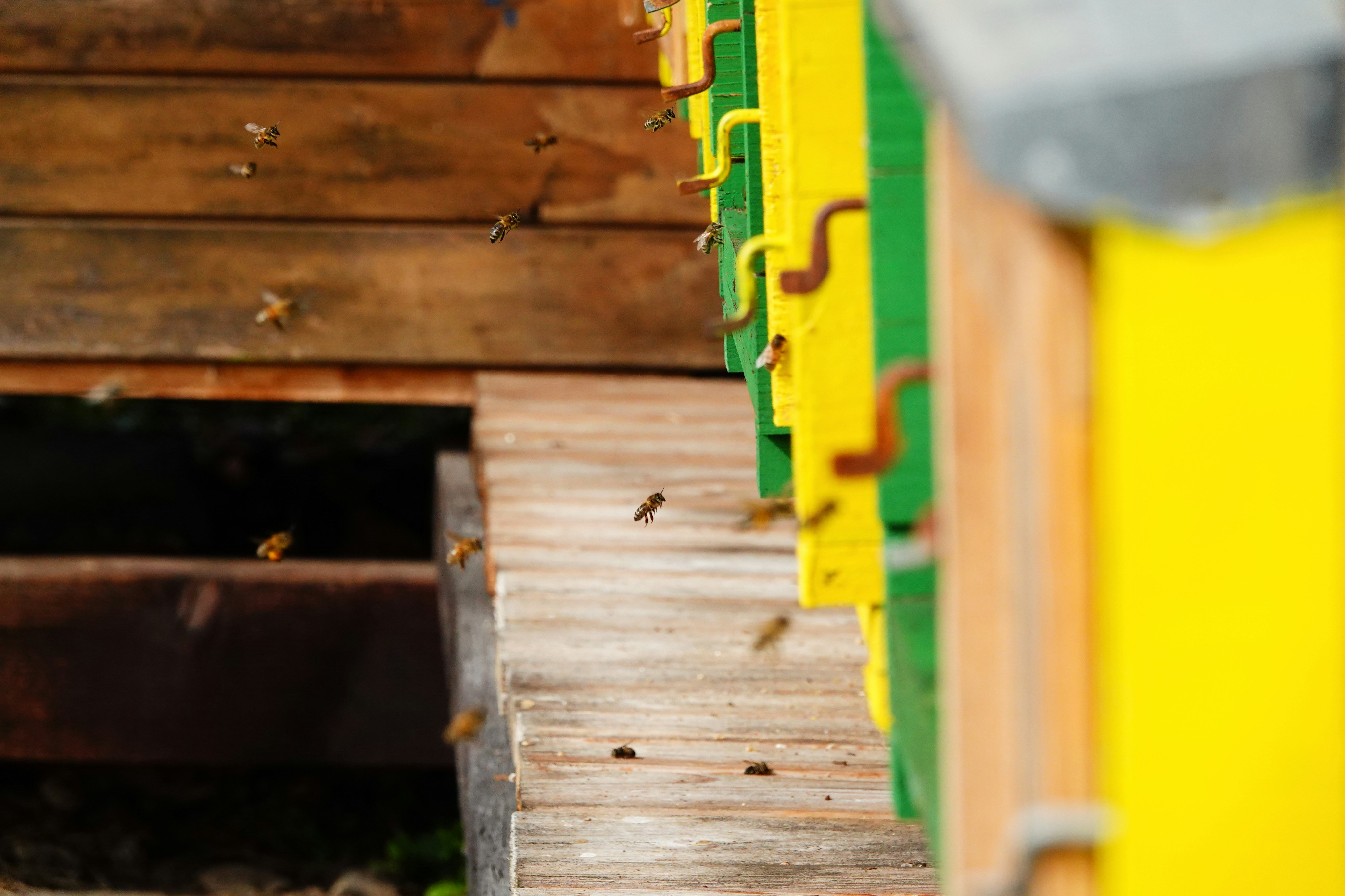 Bees at the Hive Entrance, Framed by Bright Apiary Colors