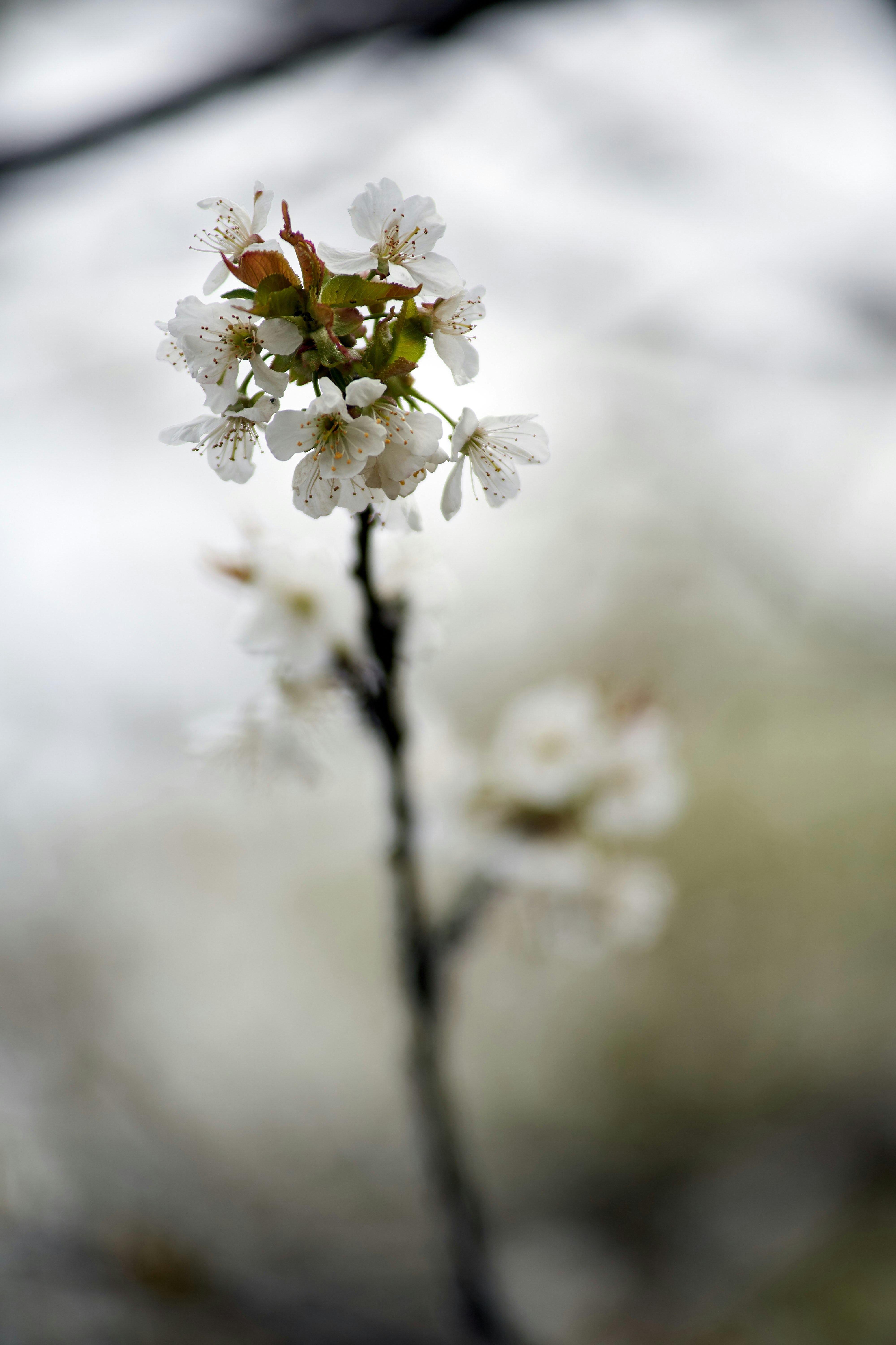 Whispered Bloom in Velvet Bokeh