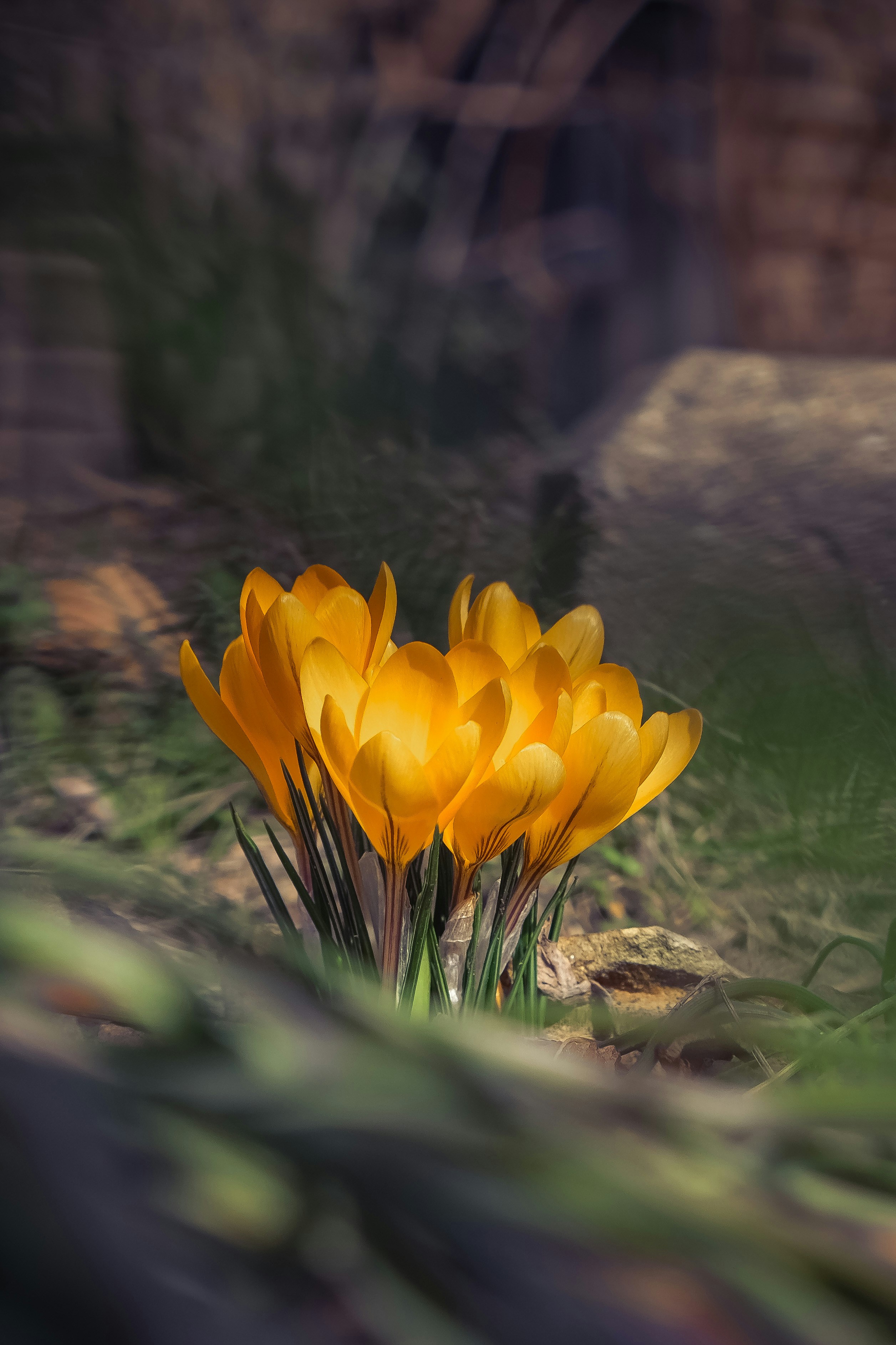 Golden Cluster of Spring Crocus Reaching Toward the Light